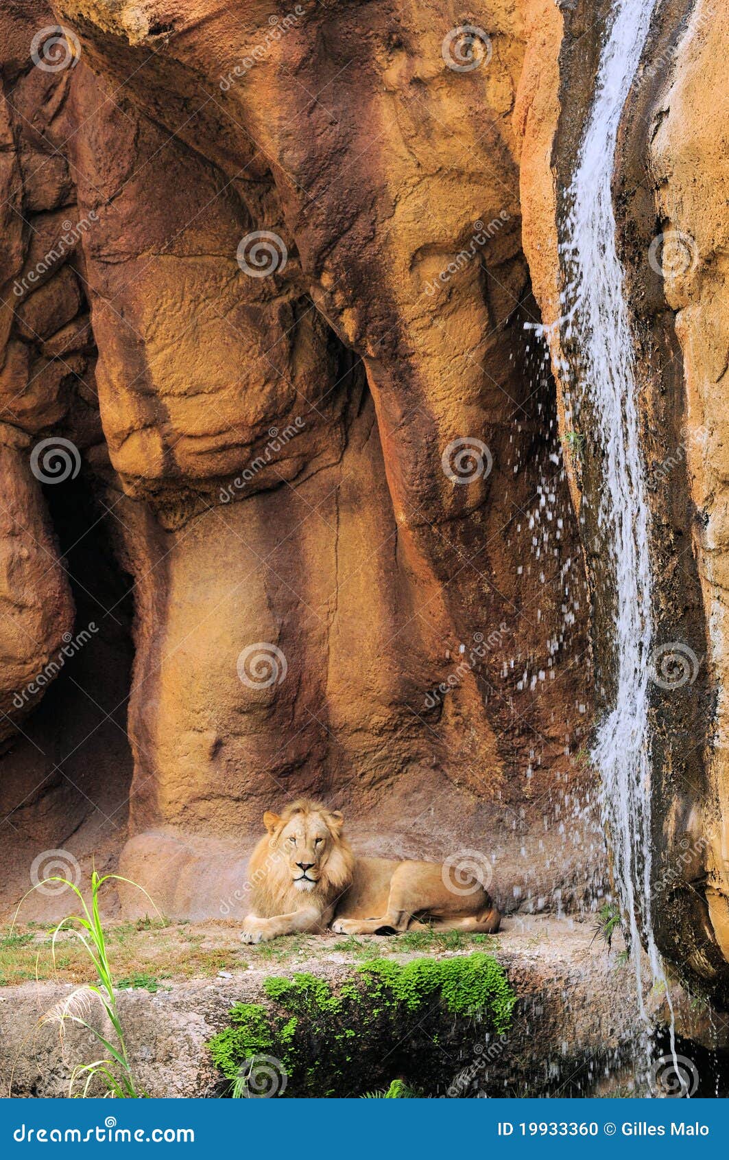 Lion and Waterfall (vertical) Stock Photo - Image of paws, lazy: 19933360