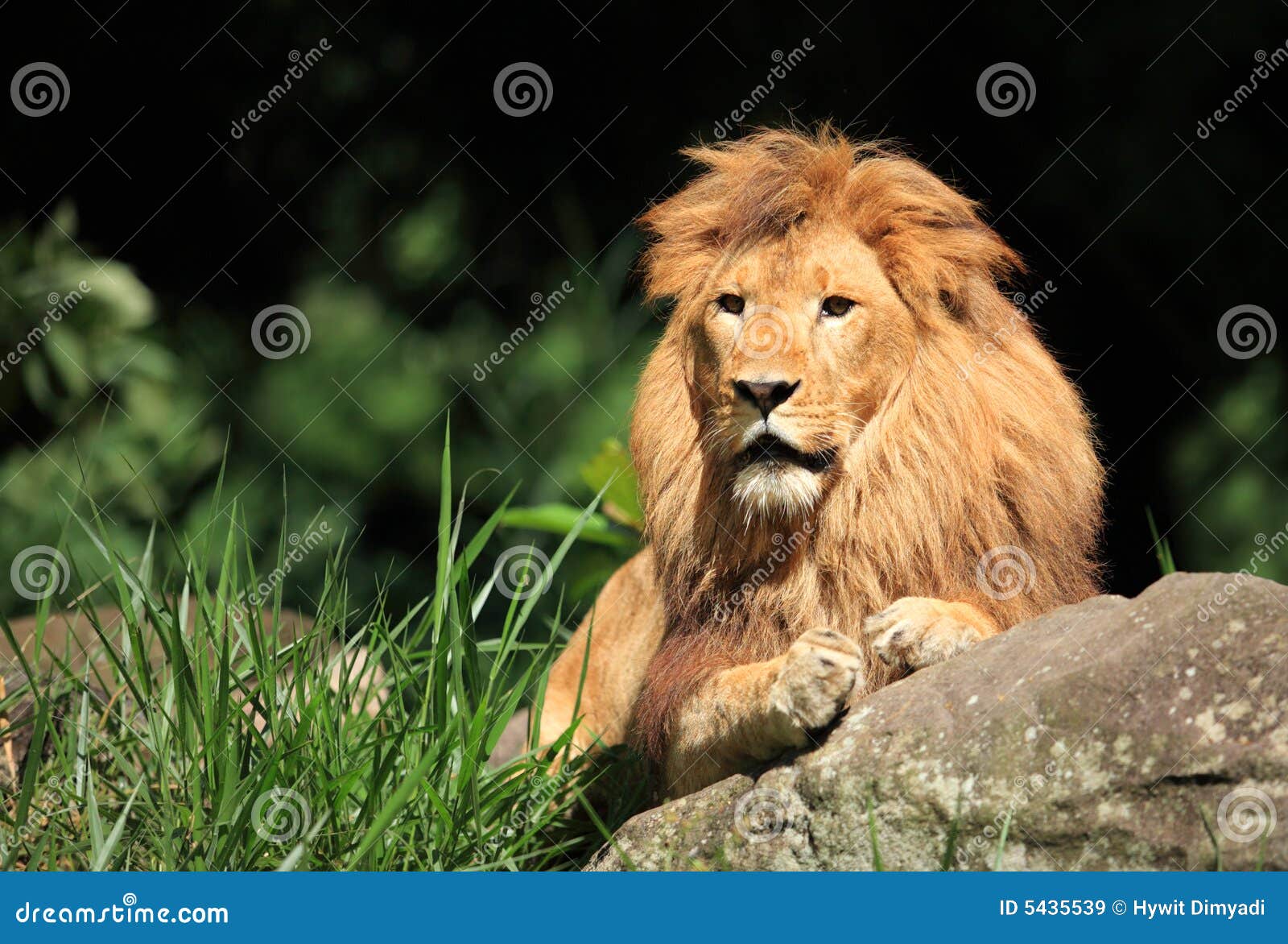 Lion in the wild stock image. Image of african, observer - 5435539
