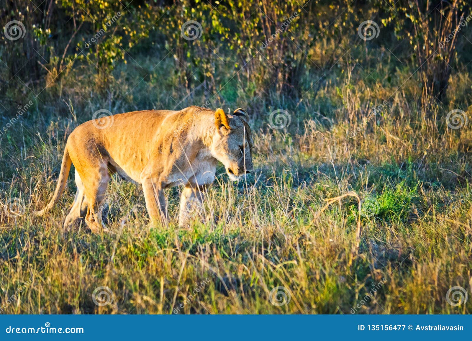 Lion in the Wild in the African . Lion - Predator Felines Stock Image ...