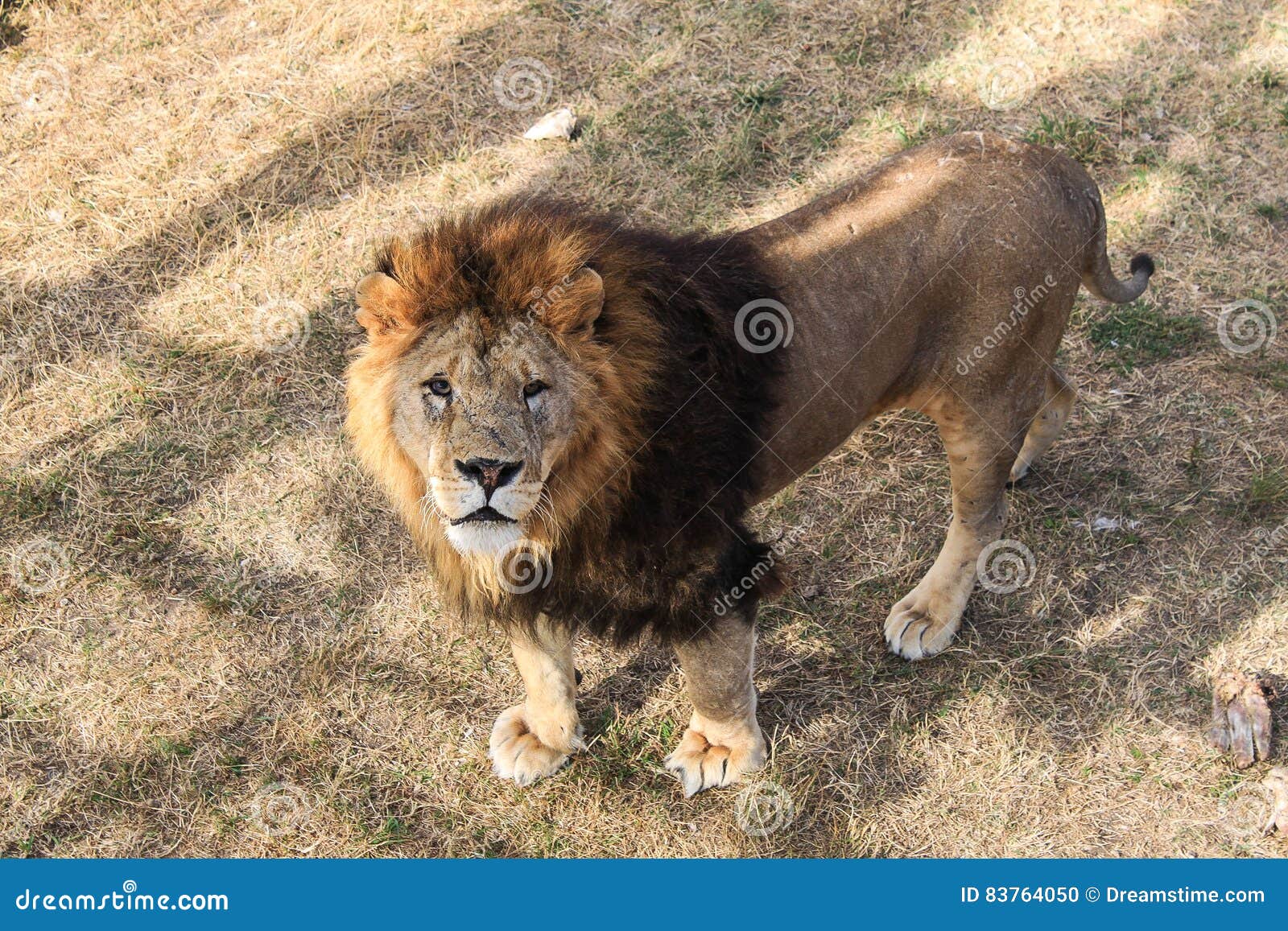 A Lion. Wild Nature. Beasts Stock Photo - Image of nature, elegant ...