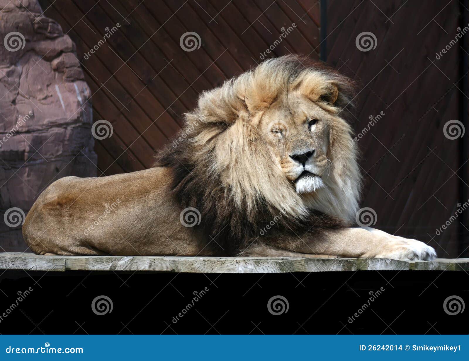 Lion winking stock photo. Image of funny, caucasian, person - 26242014