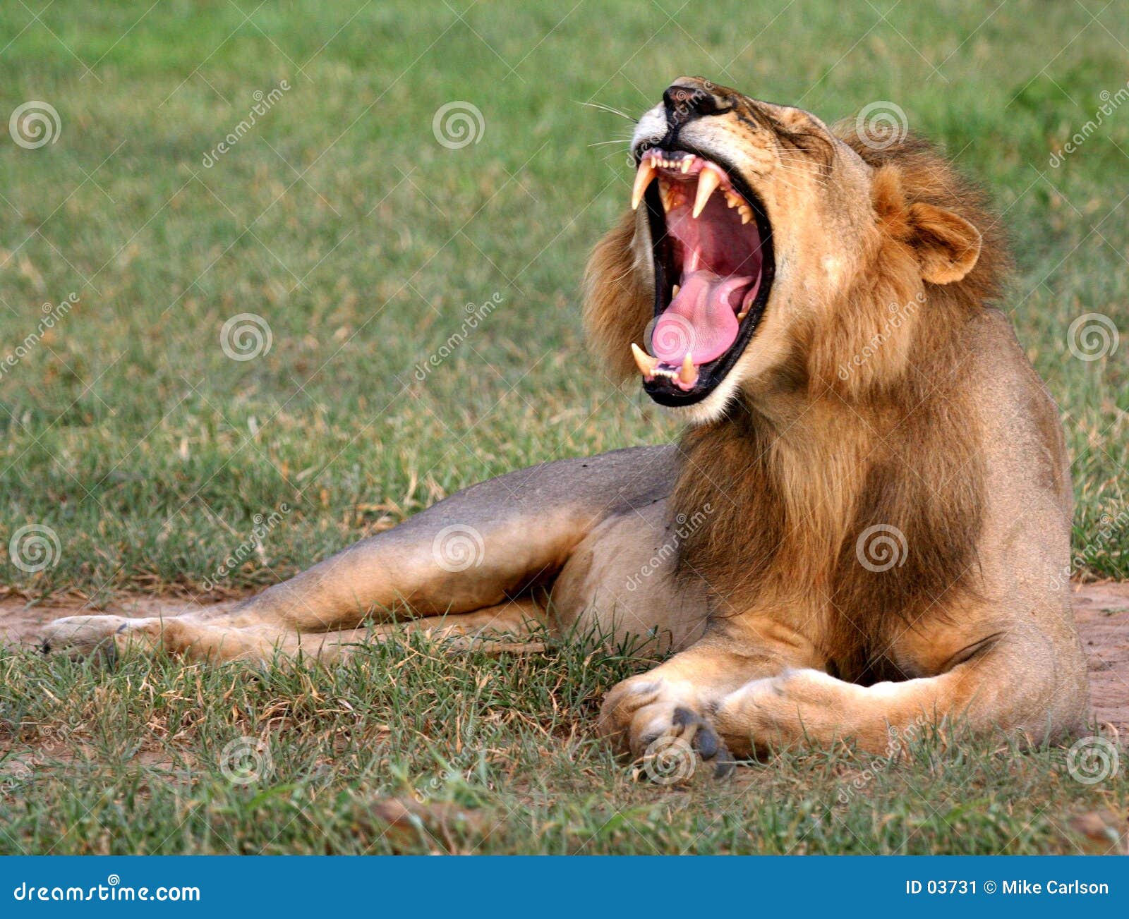 Lion Yawn stock image. Image of africa, sharp, ferocious - 3731