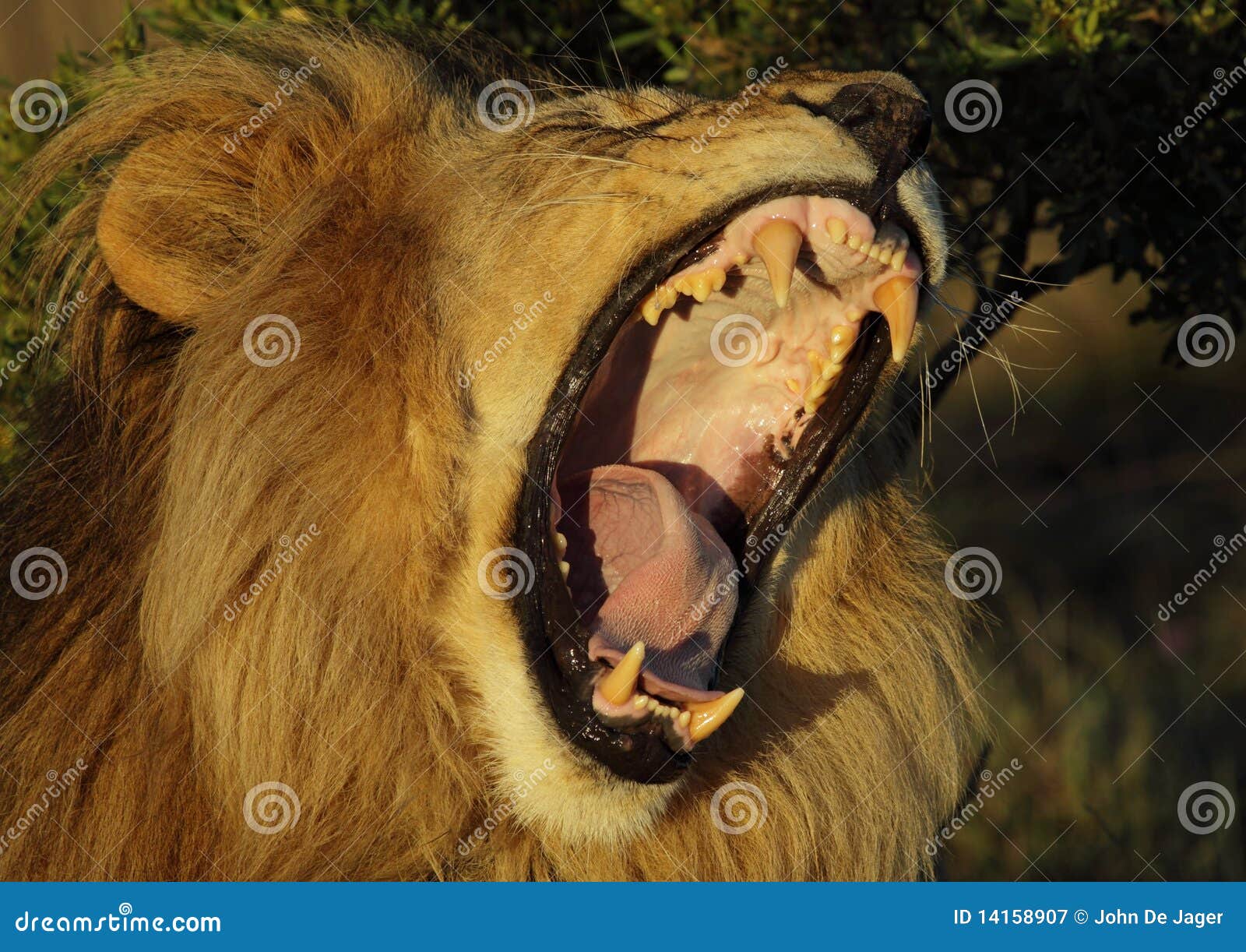Lion Yawn stock image. Image of sunlight, yawn, male - 14158907