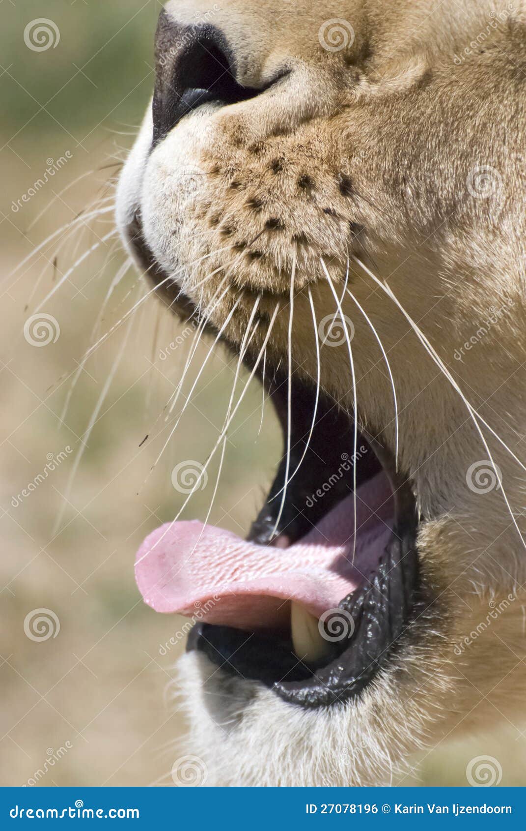 Lion yawn close up stock photo. Image of closeup, african - 27078196