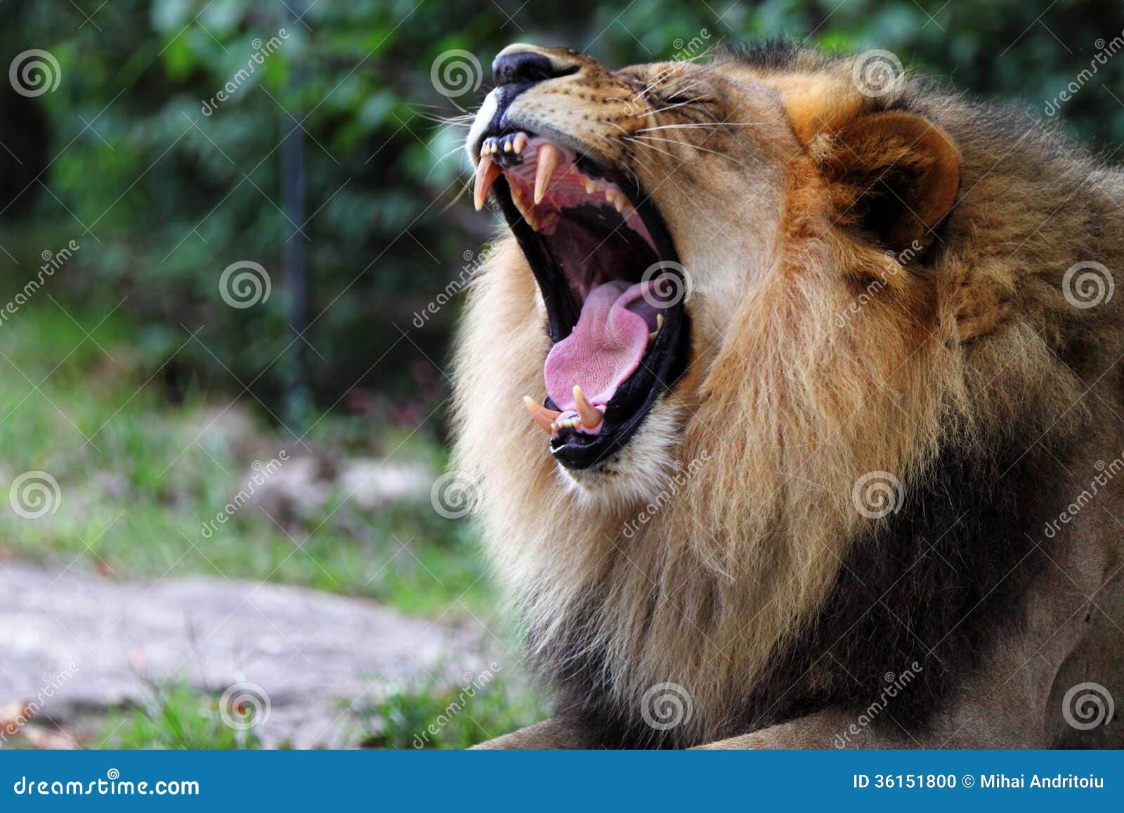Lion yawn stock photo. Image of wildlife, square, bronx - 36151800