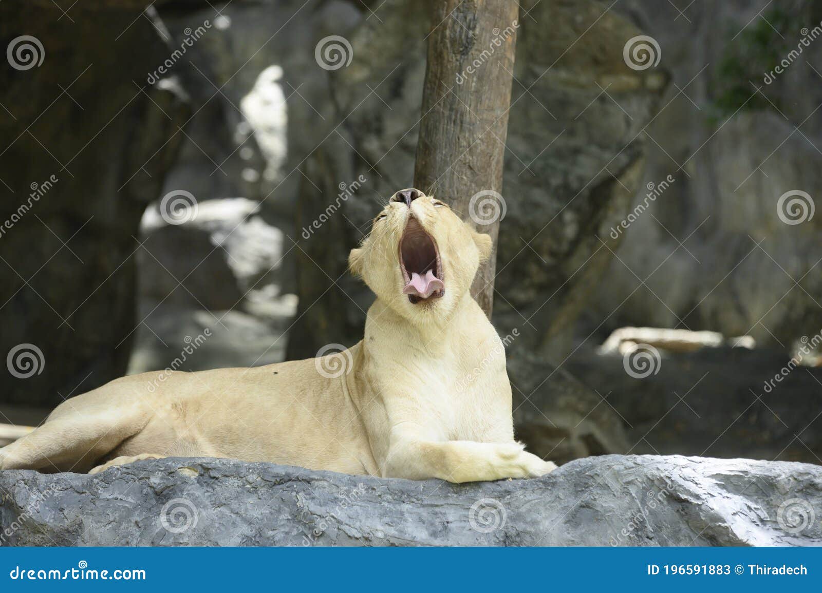 A Lion Yawned in the Animal Part Stock Image - Image of yawn, wild ...