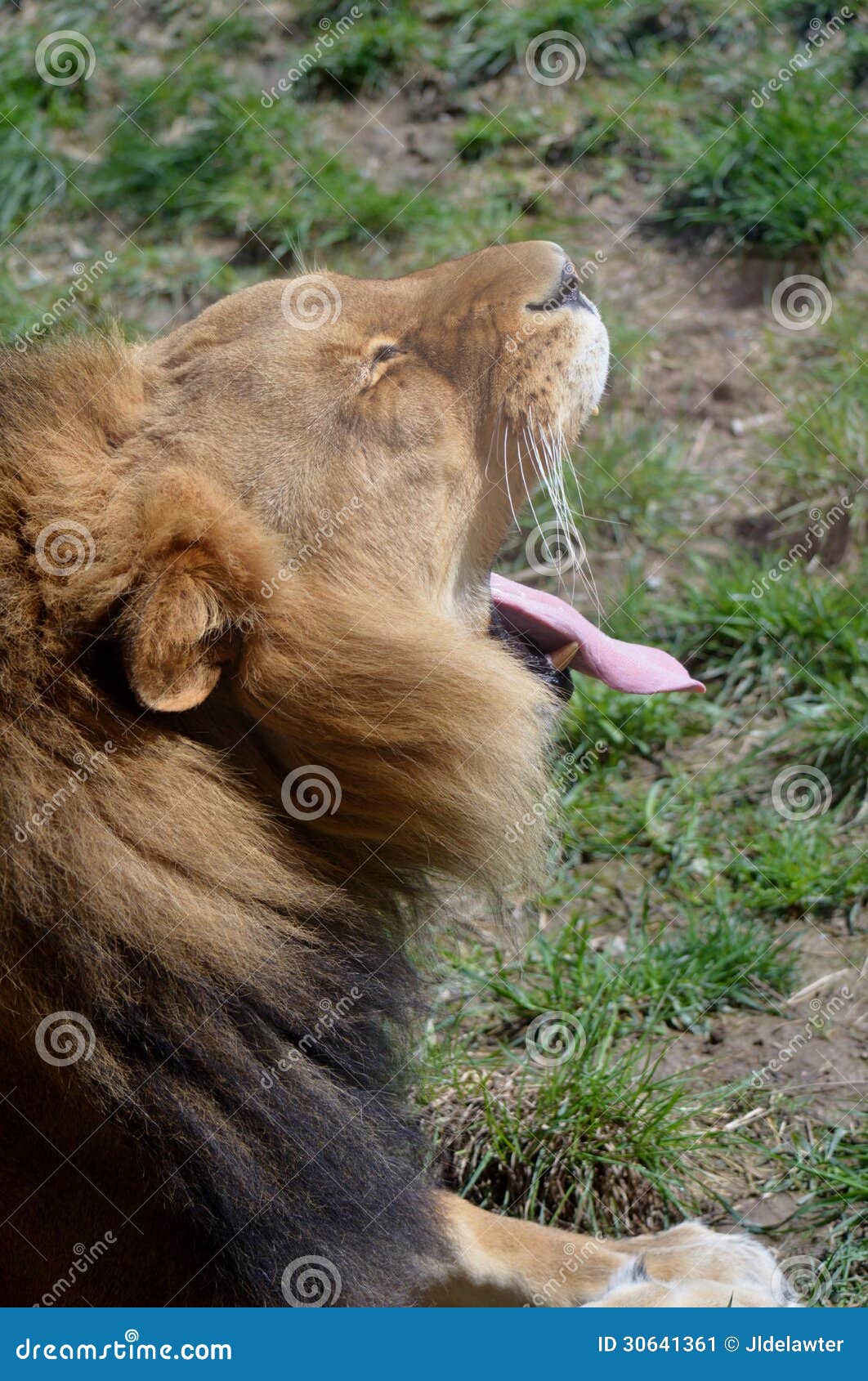 Lion yawning stock image. Image of face, ears, beast - 30641361