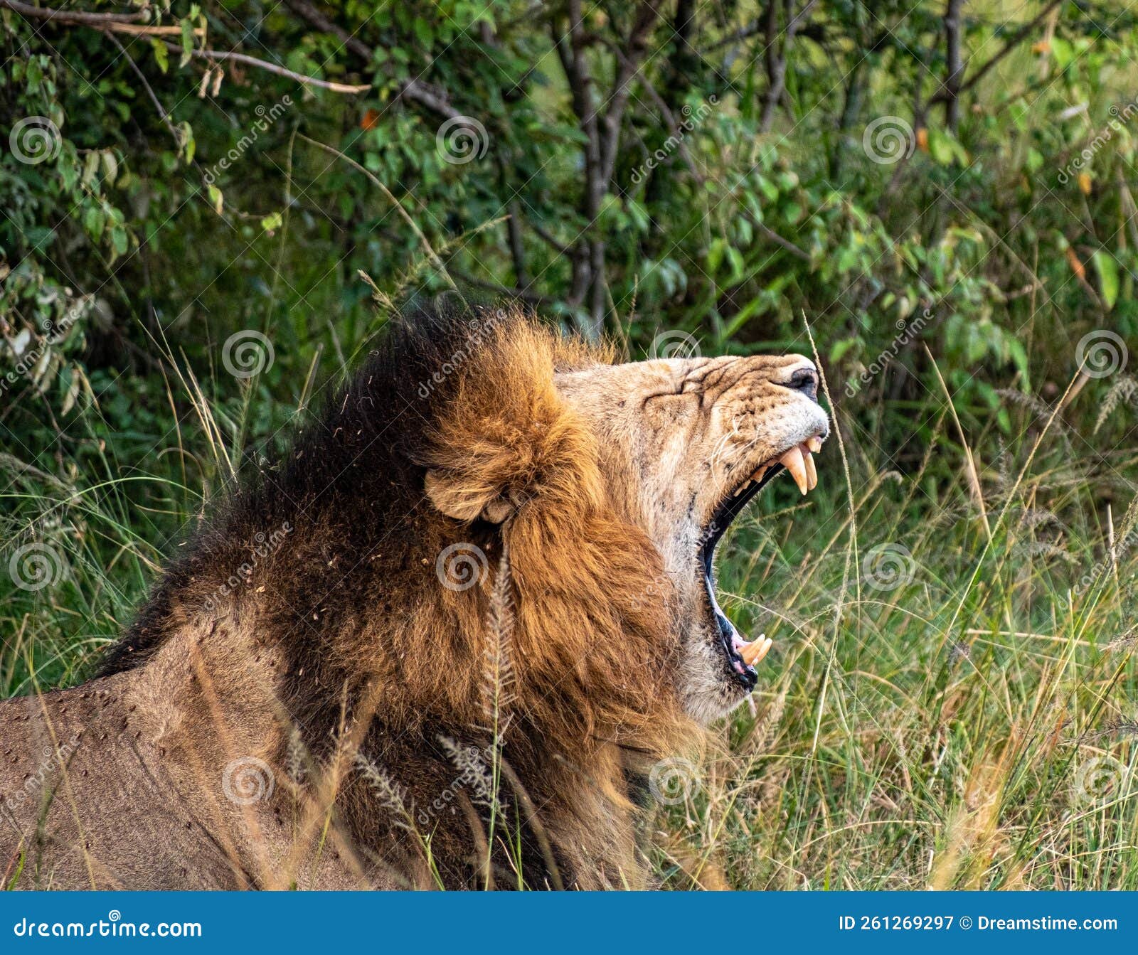 Lion stock image. Image of travel, destination, mane - 261269297