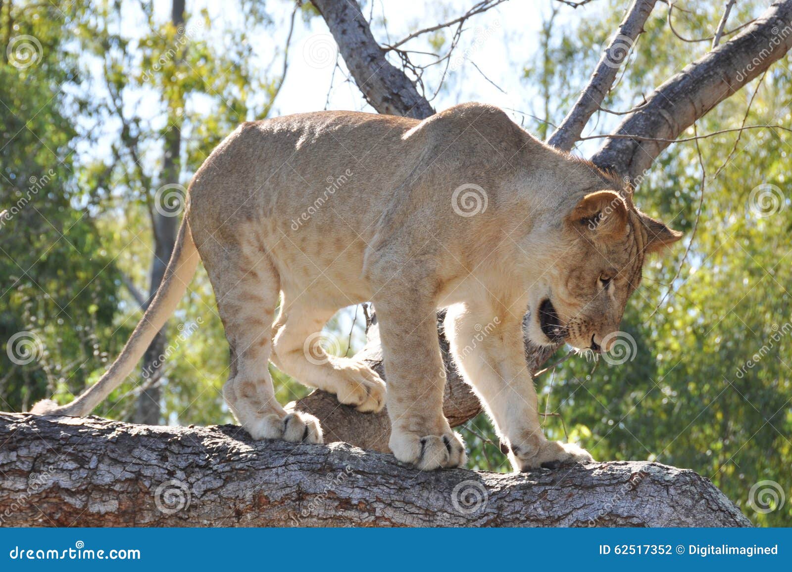 Lion Climbing Out Af A Tree Royalty-Free Stock Photo | CartoonDealer ...