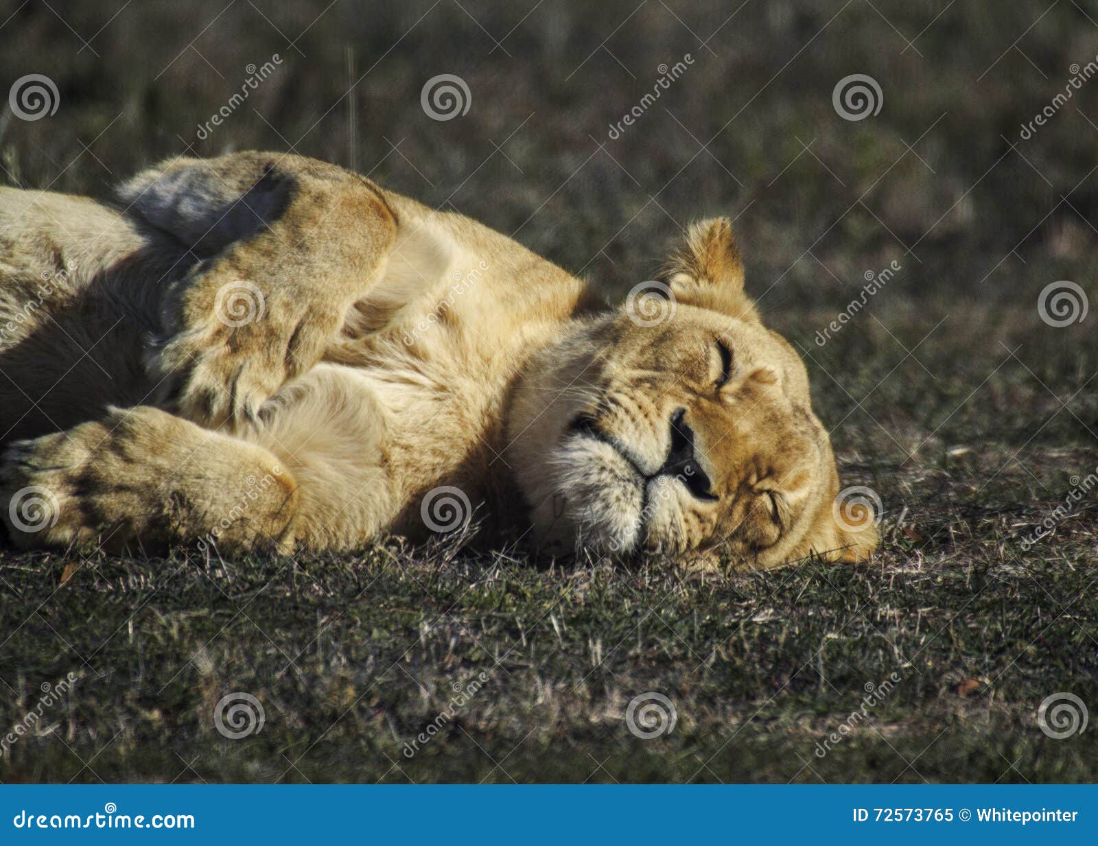 A Young Lion Have a Nap after Lunch Stock Image - Image of hunter, africa: 72573765
