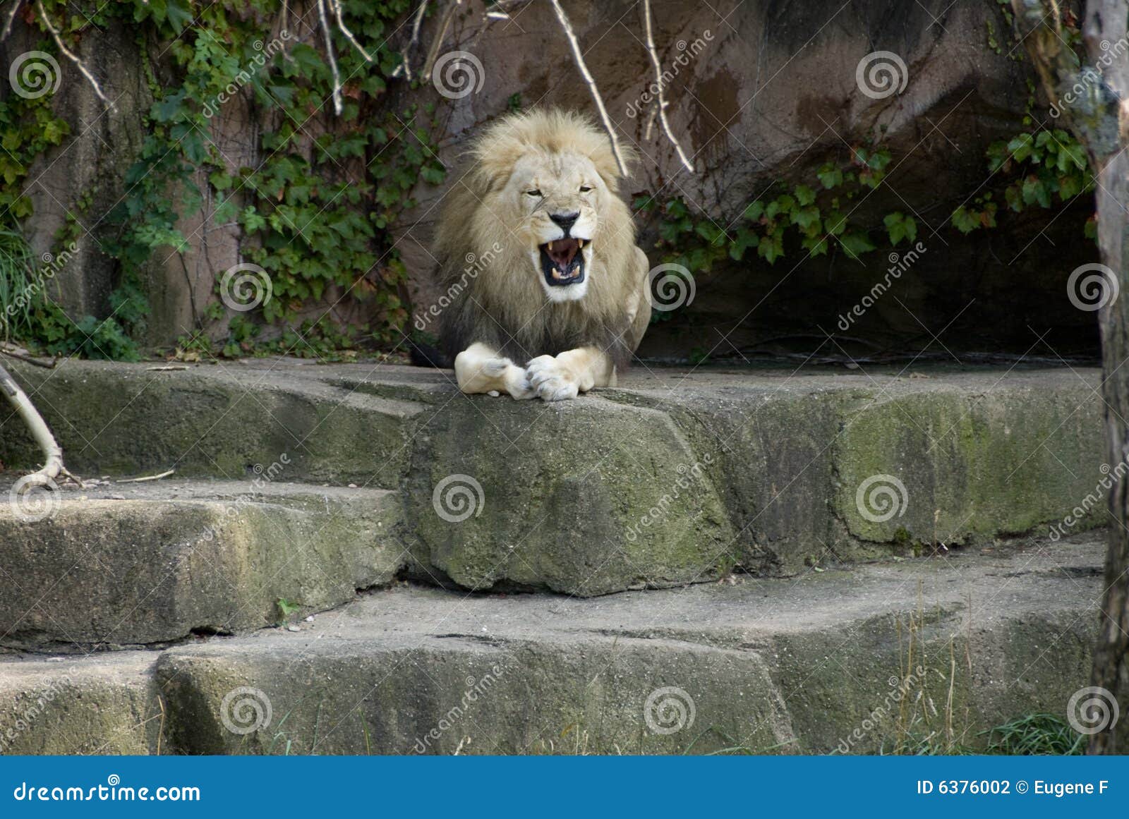 Lion at zoo stock photo. Image of carnivore, hunter, nature - 6376002