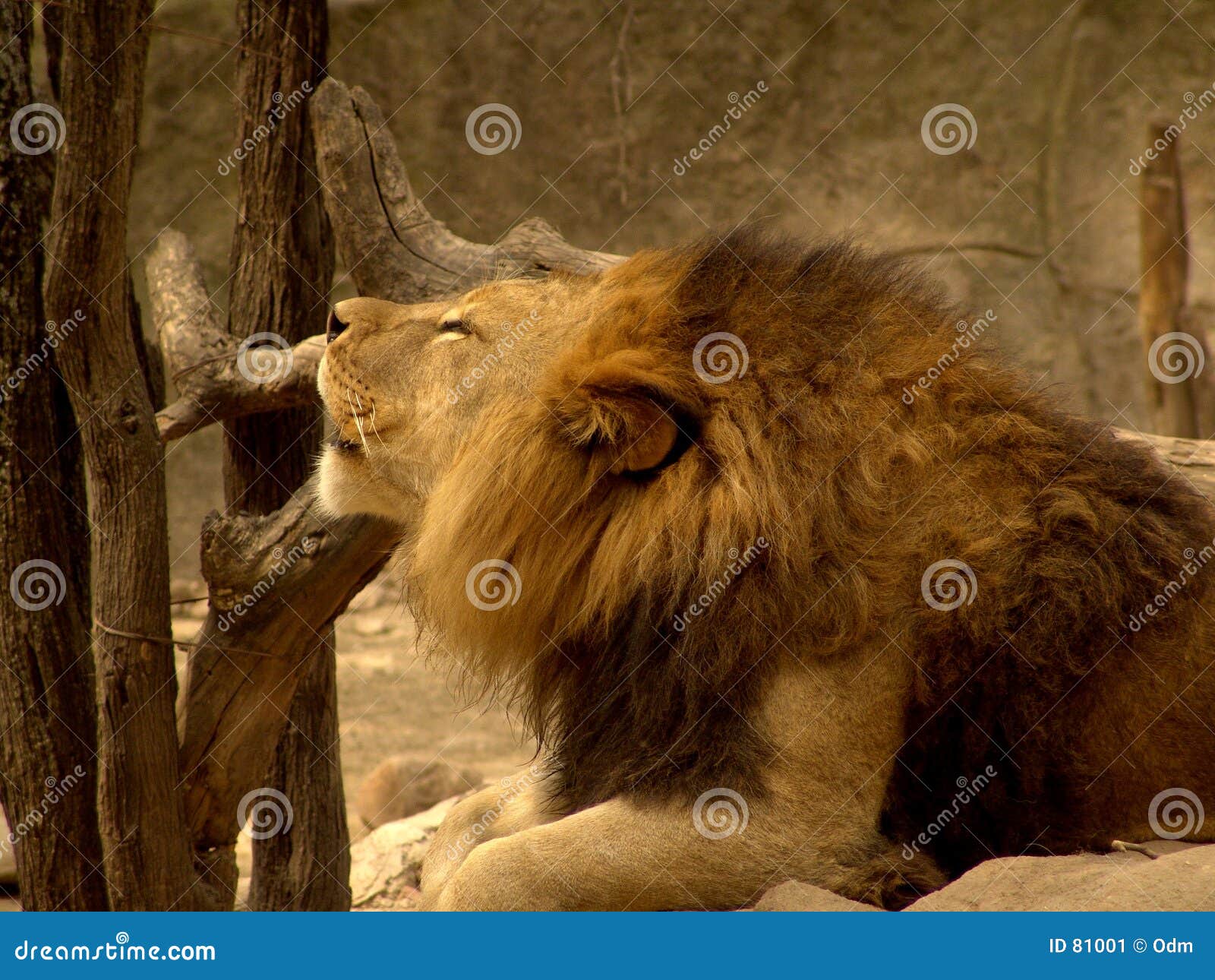 Lion at the zoo stock image. Image of lying, rest, mane - 81001