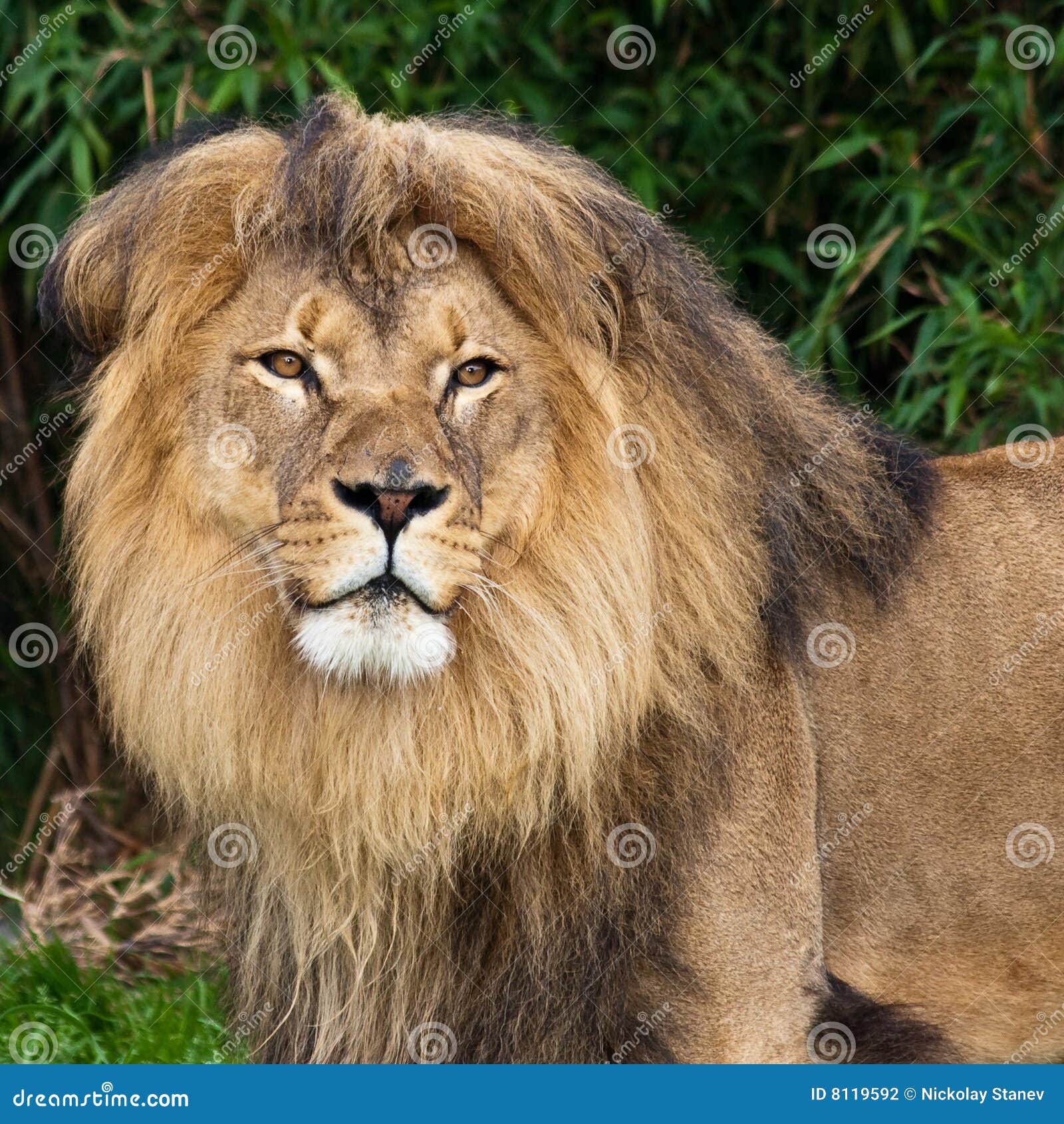 Lion in the Zoo stock photo. Image of tree, lion, rest - 8119592