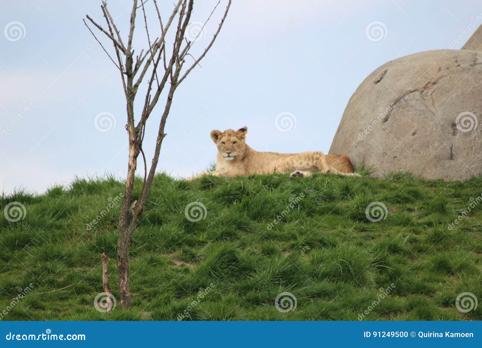 Lion stock photo. Image of lion, safari, netherlands - 91249500