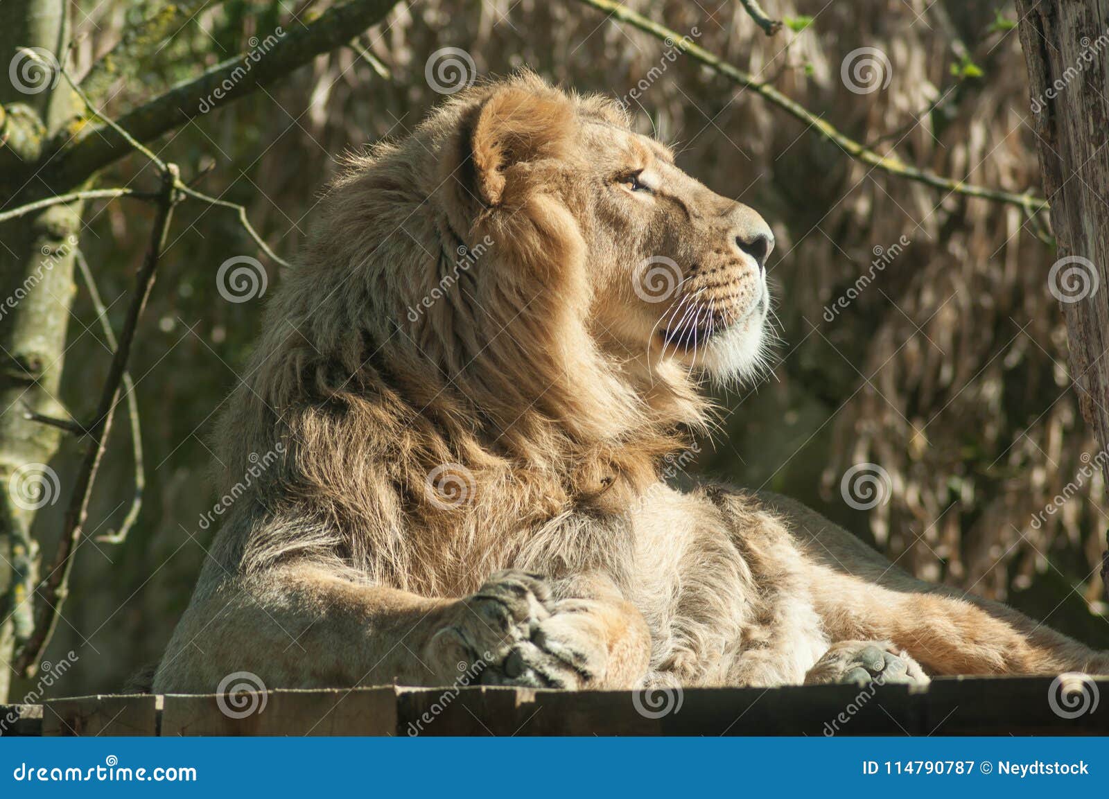 Lion at the zoo stock image. Image of mammal, furry - 114790787