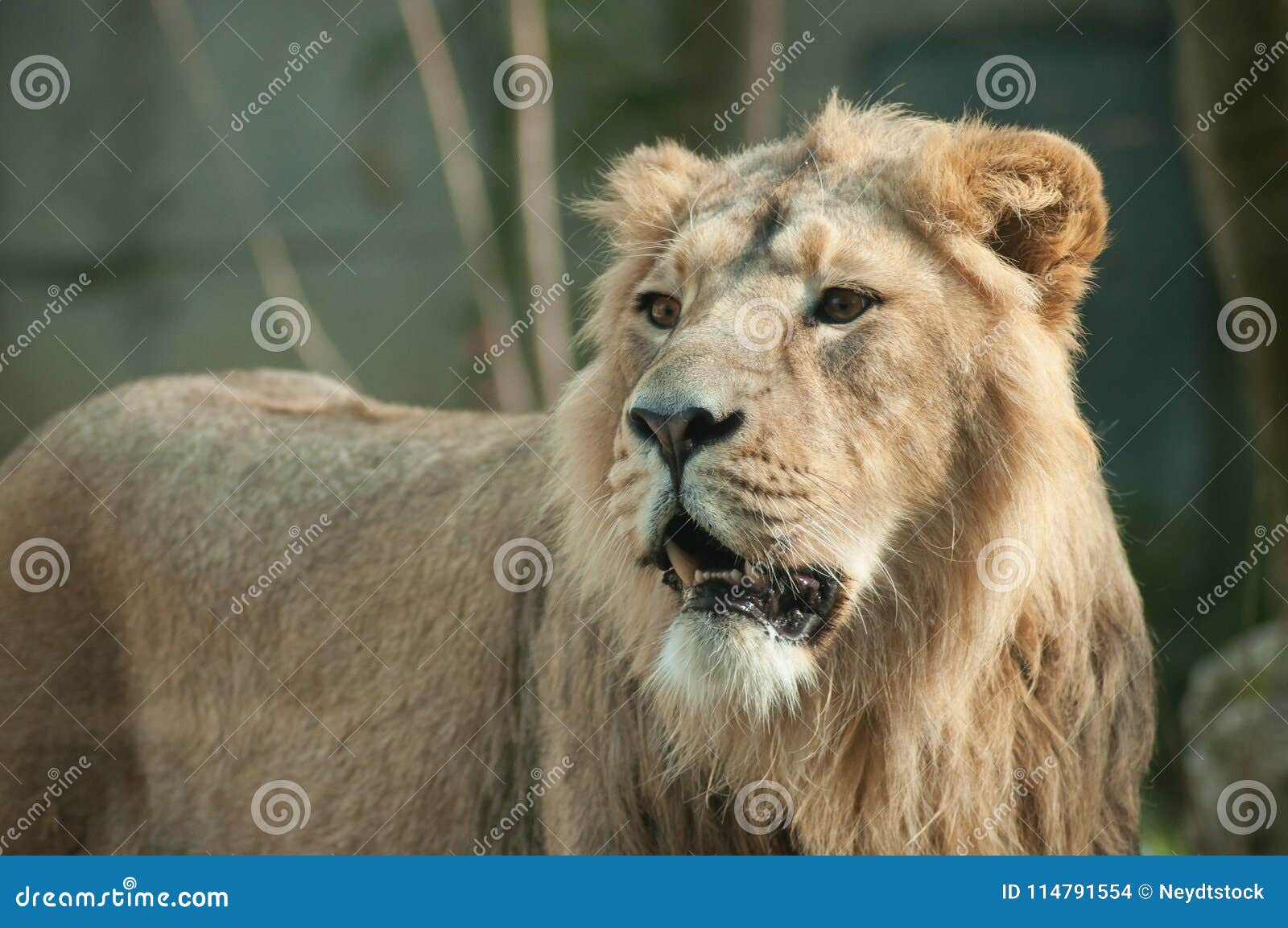 Lion at the zoo stock photo. Image of closeup, african - 114791554