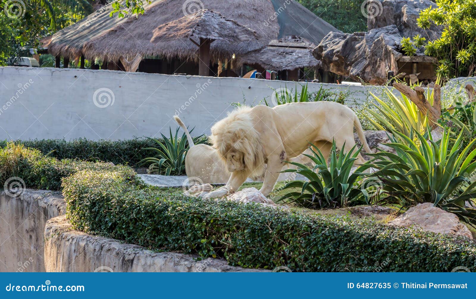 The lion in zoo stock image. Image of detail, male, caldwell - 64827635