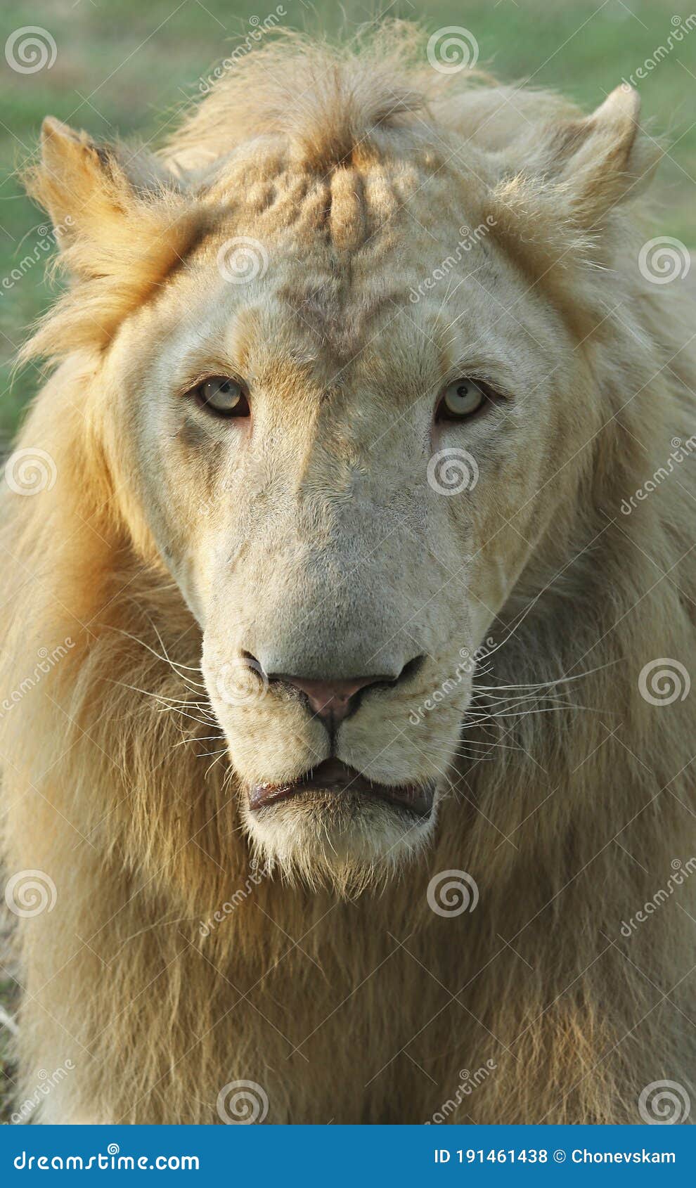 Lion sitting and posing stock photo. Image of panthera - 191461438