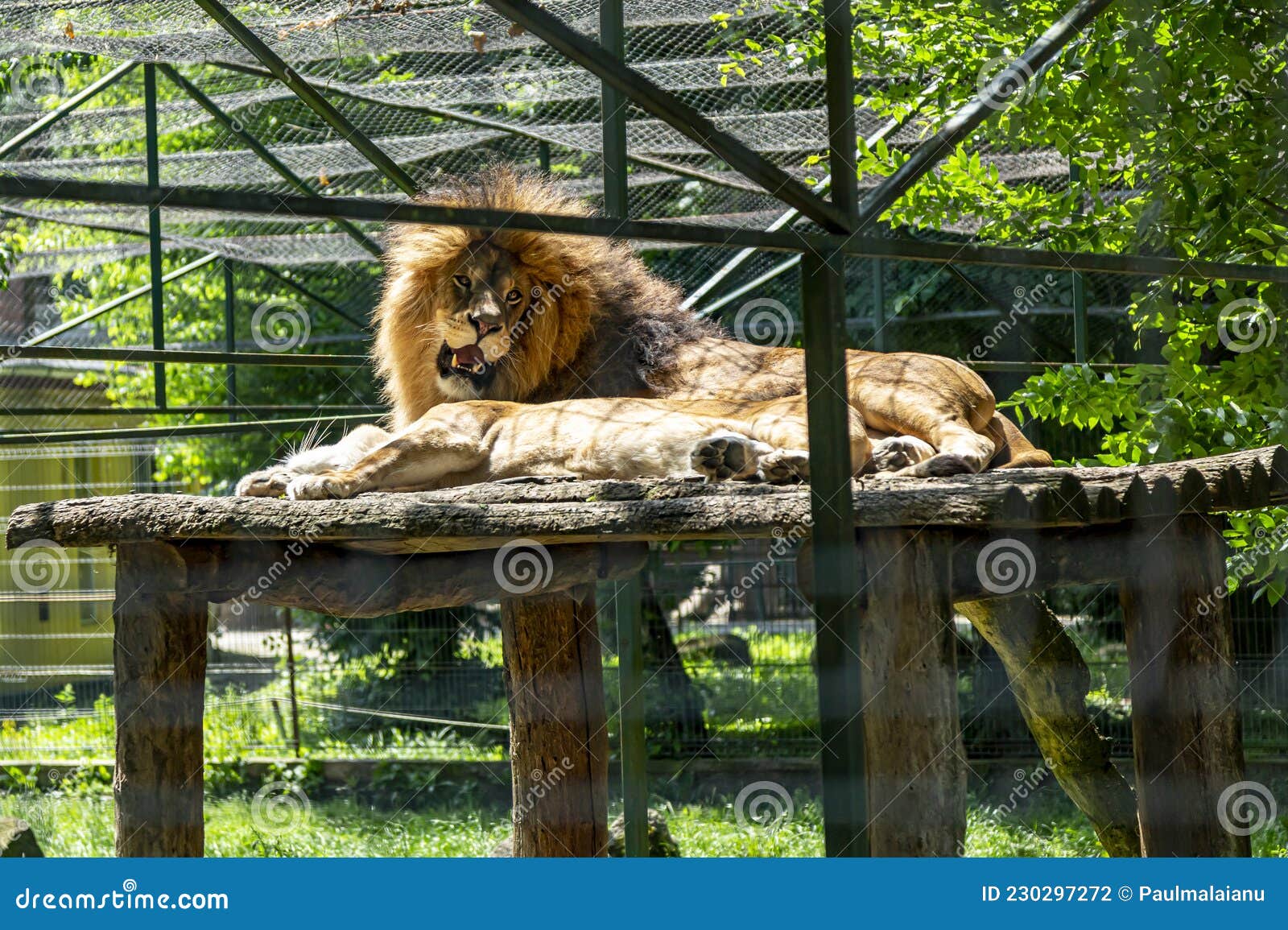 Lion at the Zoo in Targu Mures Editorial Photography - Image of romania ...