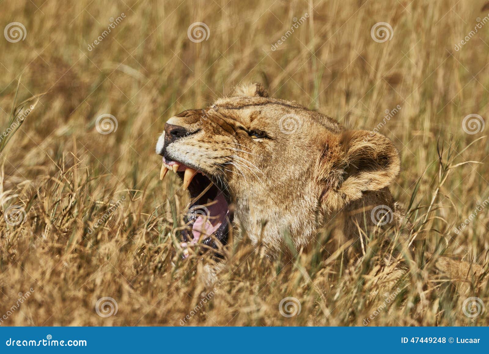 Liones roaring stock photo. Image of close, five, portrait - 47449248