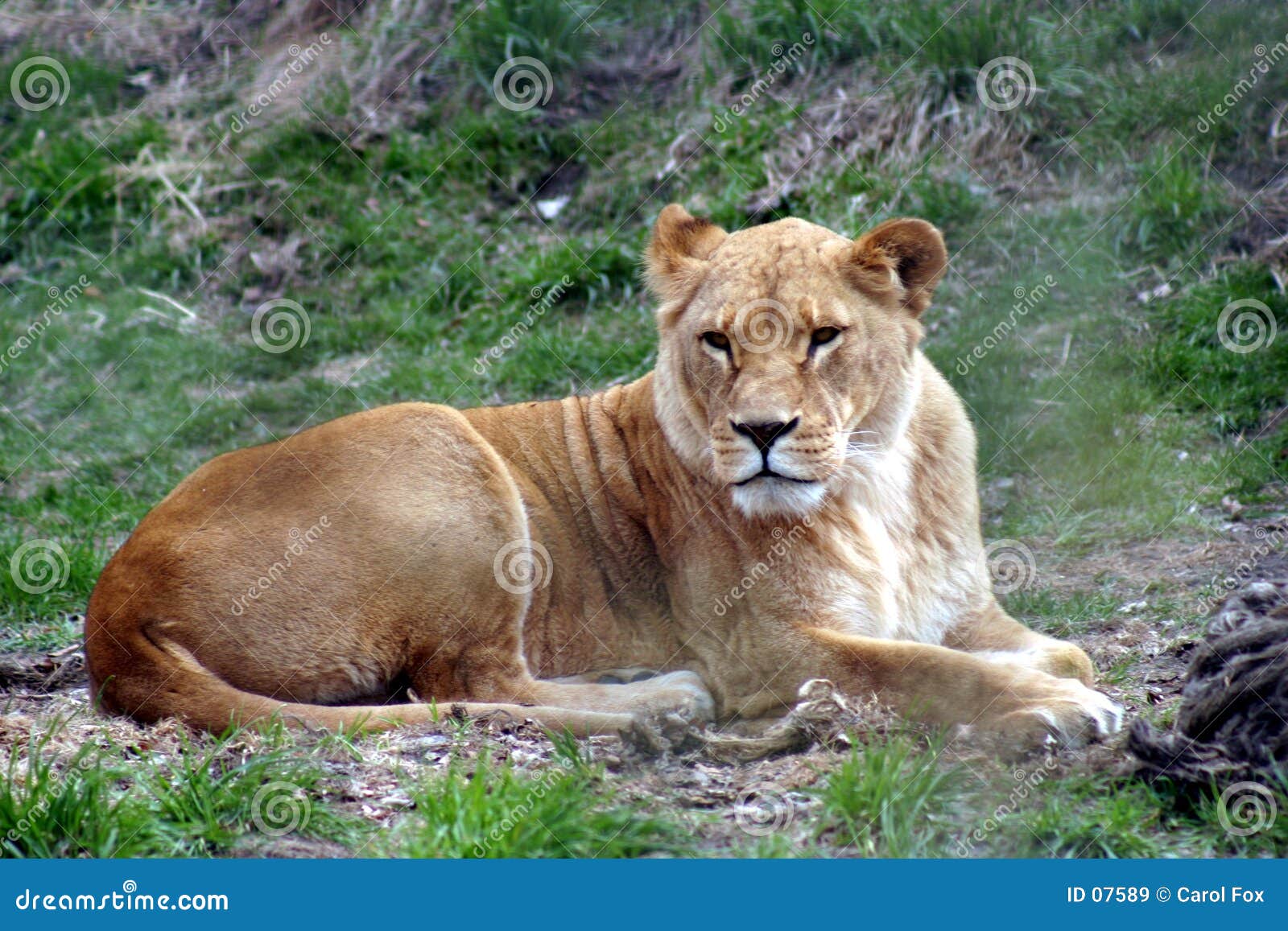 Lioness stock image. Image of lioness, claw, whisker, fierce - 7589
