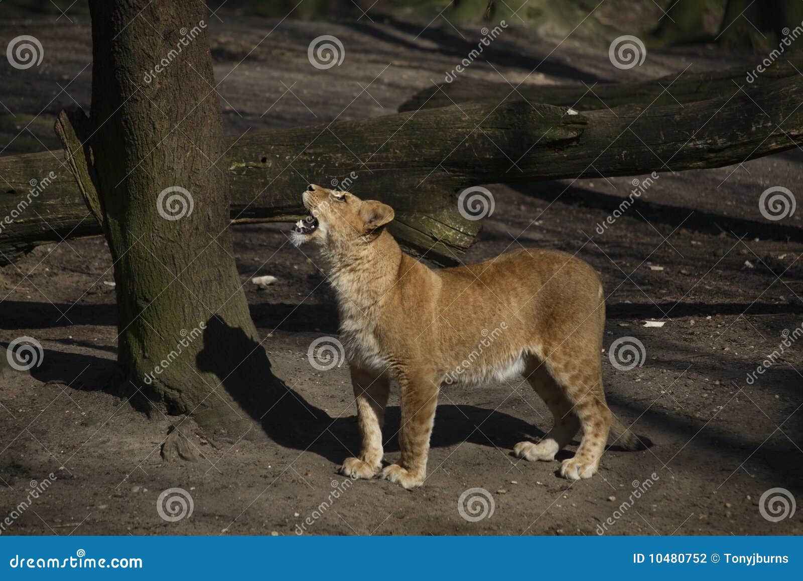 Lioness stock photo. Image of standing, animal, nature - 10480752