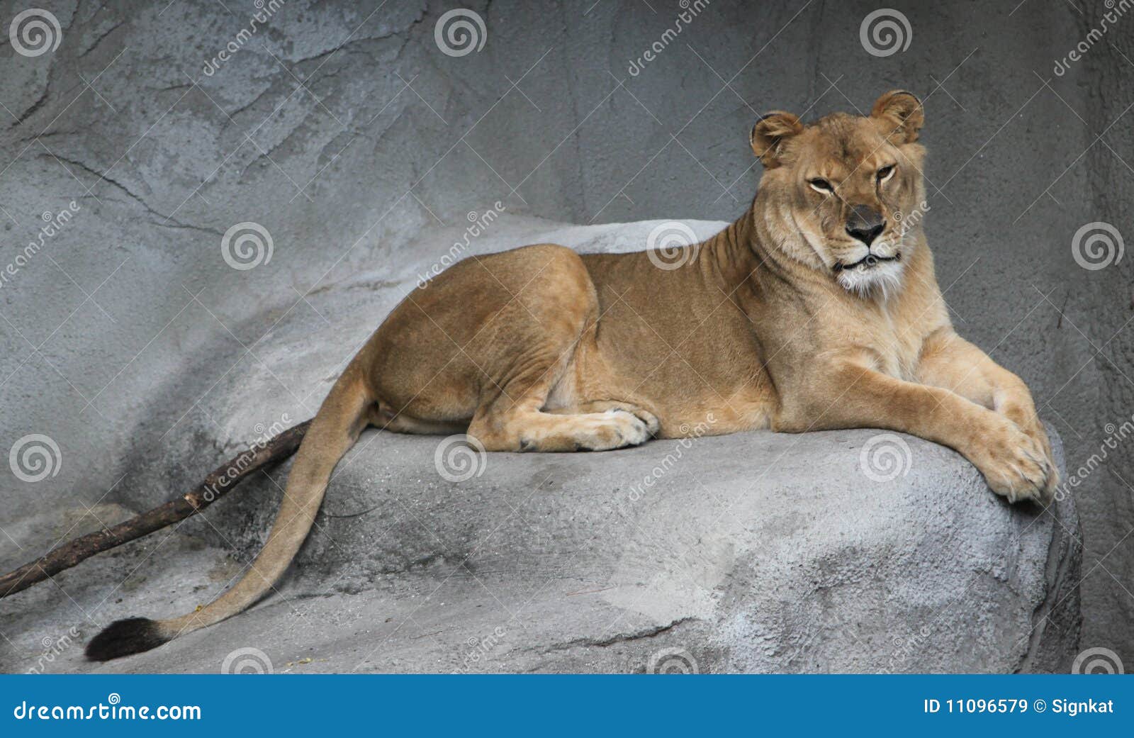 Lioness stock image. Image of outdoors, wildlife, captive - 11096579
