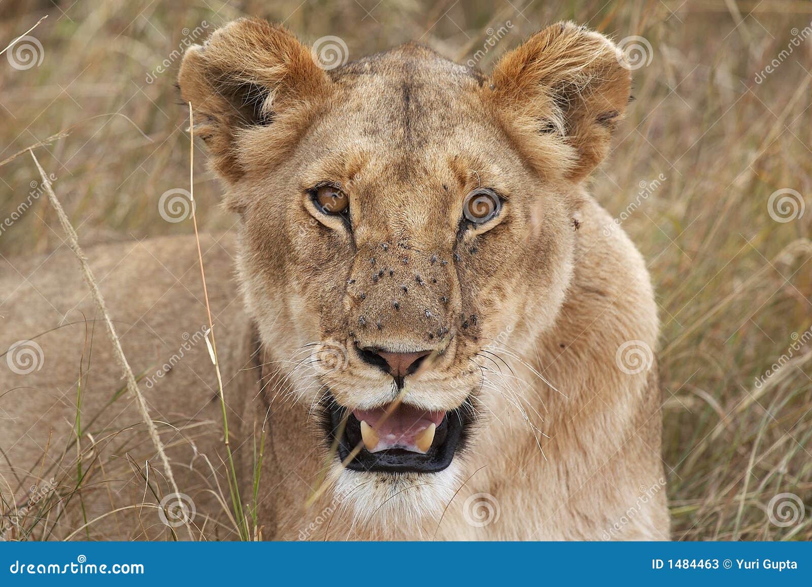 Lioness Picture. Image: 1484463