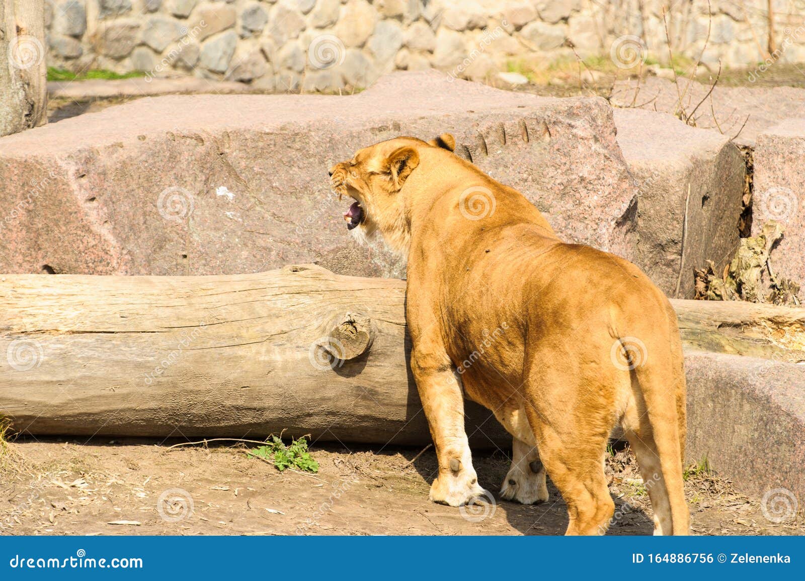 Lioness stock photo. Image of lioness, east, mane, national - 164886756