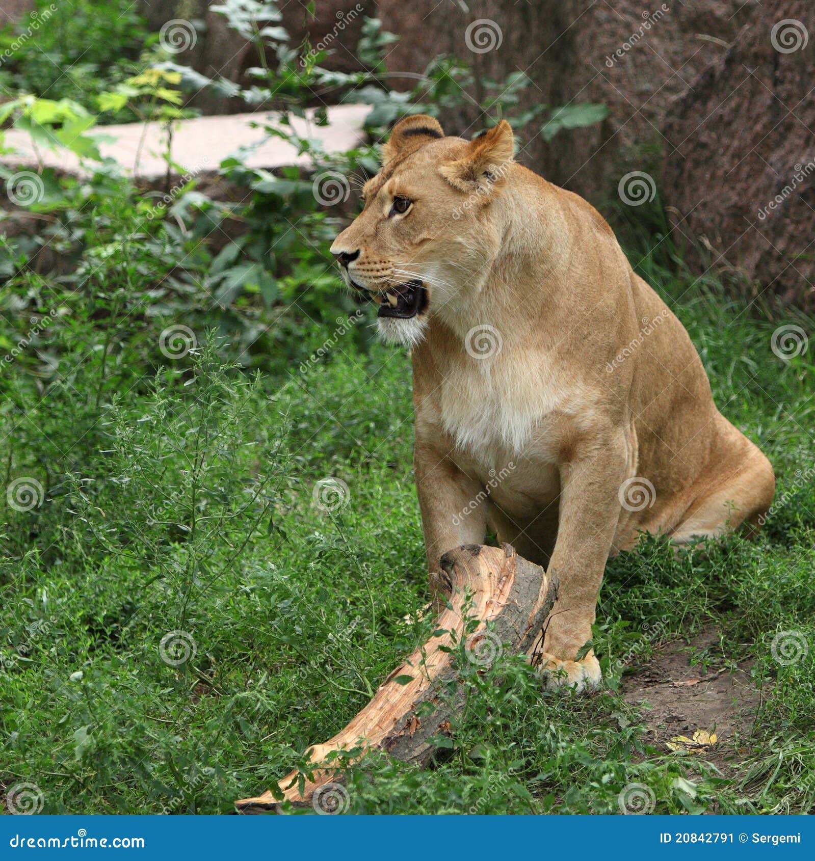 Lioness stock image. Image of african, power, strength - 20842791