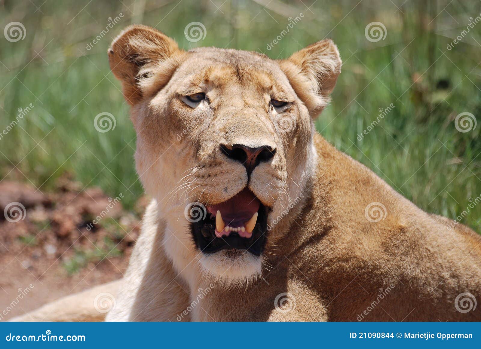 Lioness stock photo. Image of feline, mammal, safari - 21090844