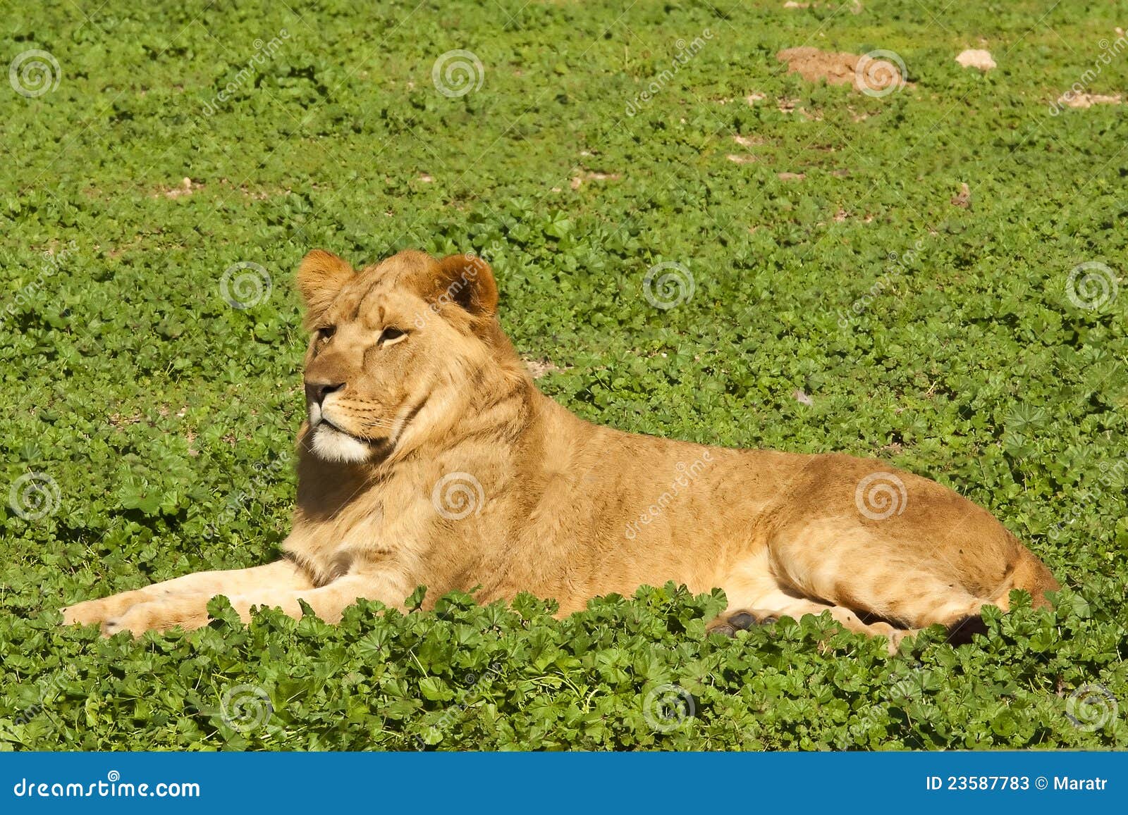 Lioness stock image. Image of looking, feline, hunter - 23587783