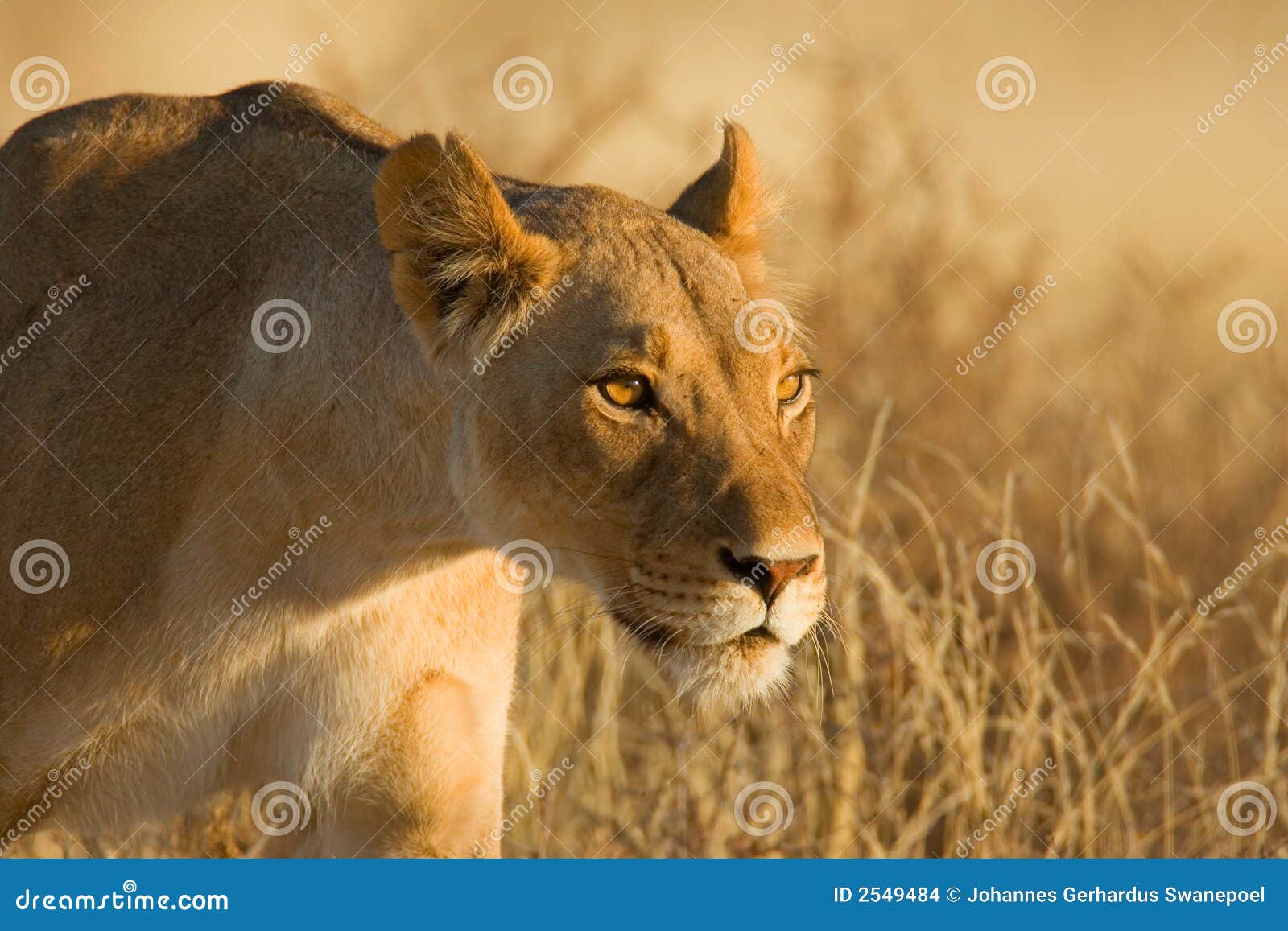 Lioness stock photo. Image of fauna, large, natural, eyes - 2549484