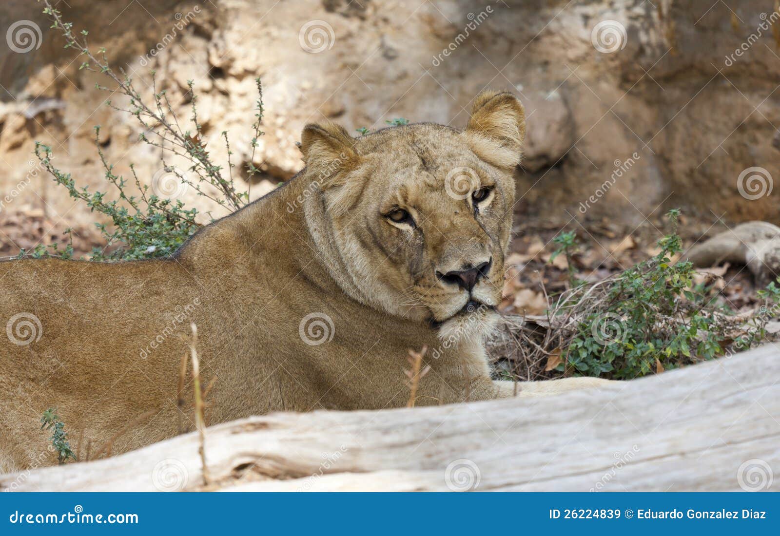 Lioness stock image. Image of lioness, animal, body, walking - 26224839
