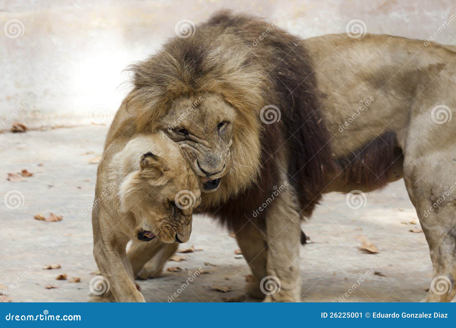 Lioness stock image. Image of mammal, body, skin, head - 26225001