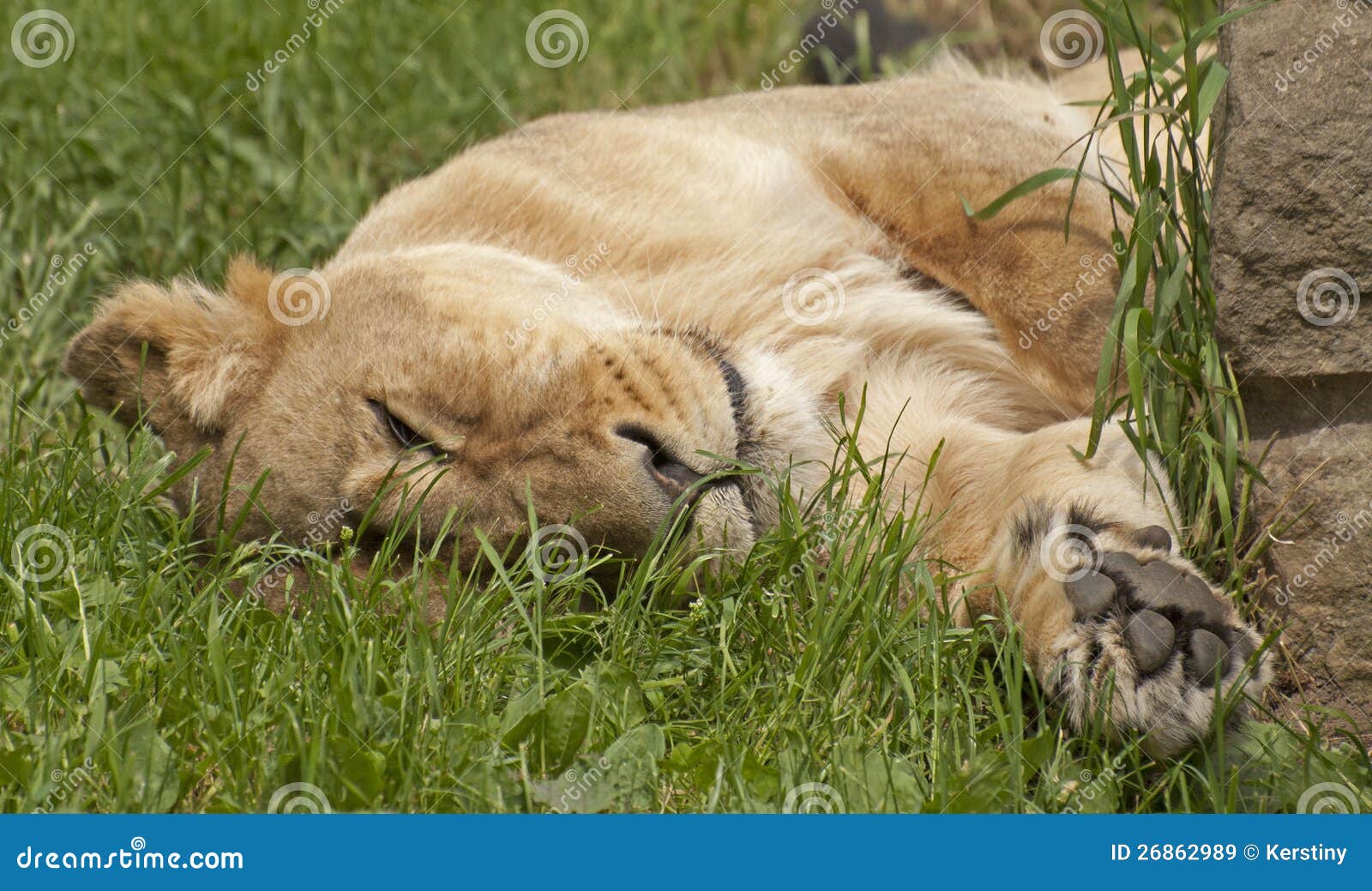 Lioness stock image. Image of relax, reddish, outside - 26862989