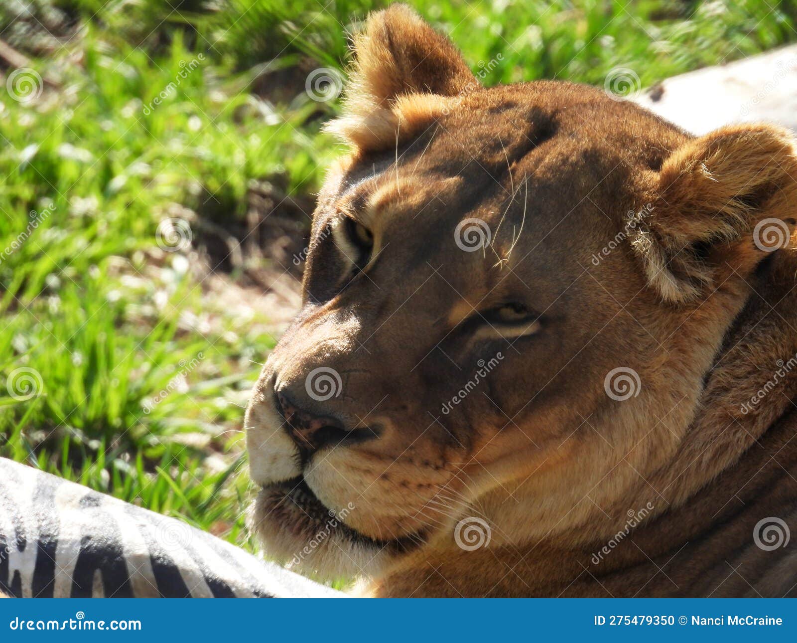 Lioness Rests in the Hot Sunshine in Zoo Environment Stock Photo ...