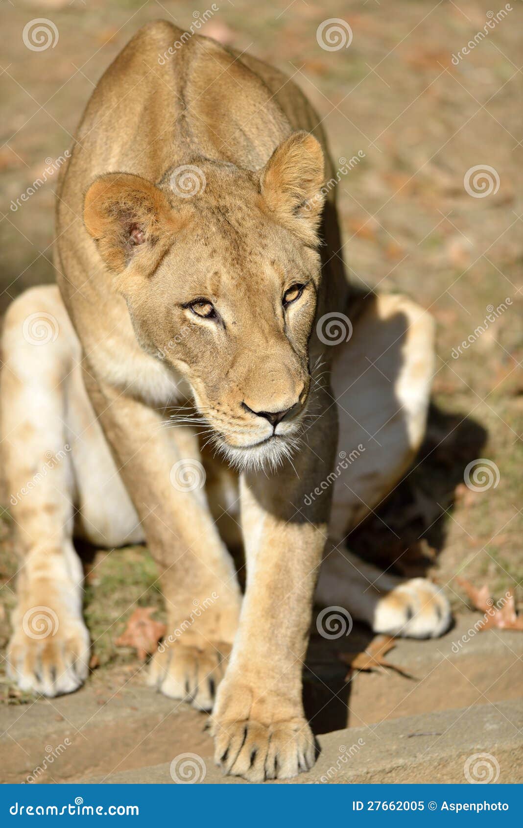Lioness stock image. Image of wildlife, feline, cute - 27662005