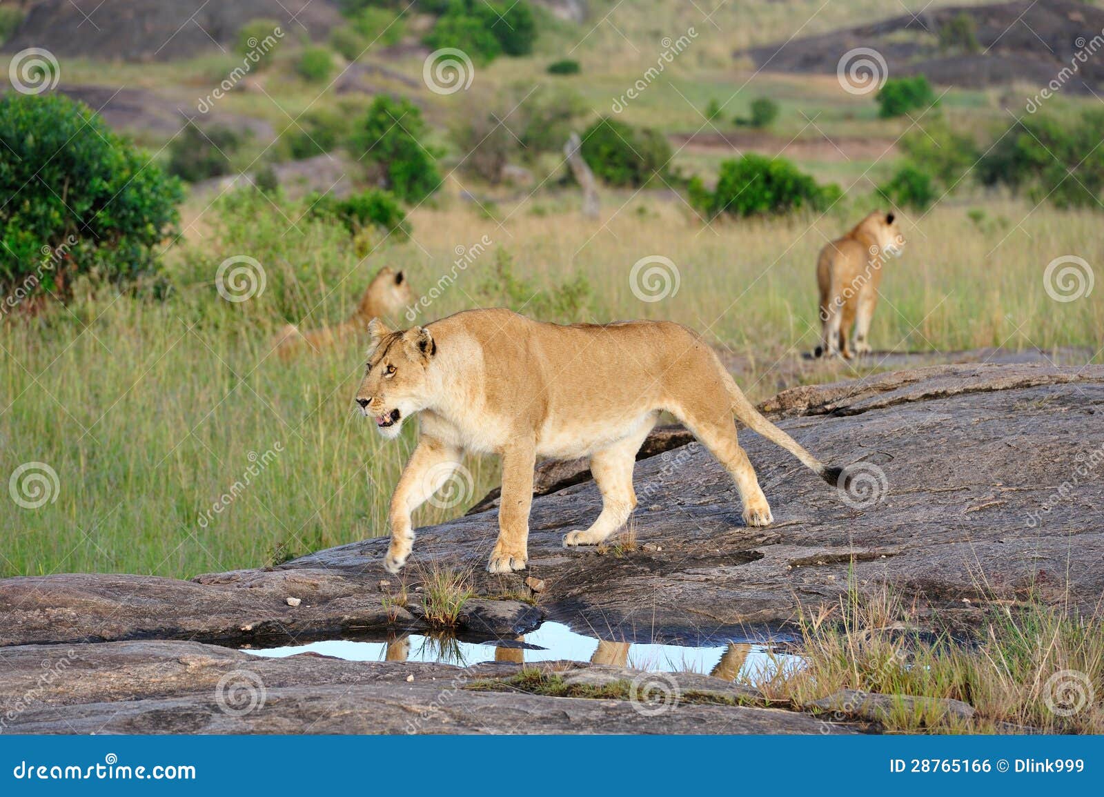 Lioness stock photo. Image of national, lion, yellow - 28765166