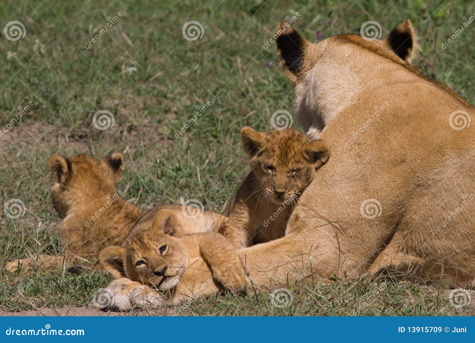 Lioness and 3 Cubs - Panthera Leo Stock Image - Image of lion, cuddly ...