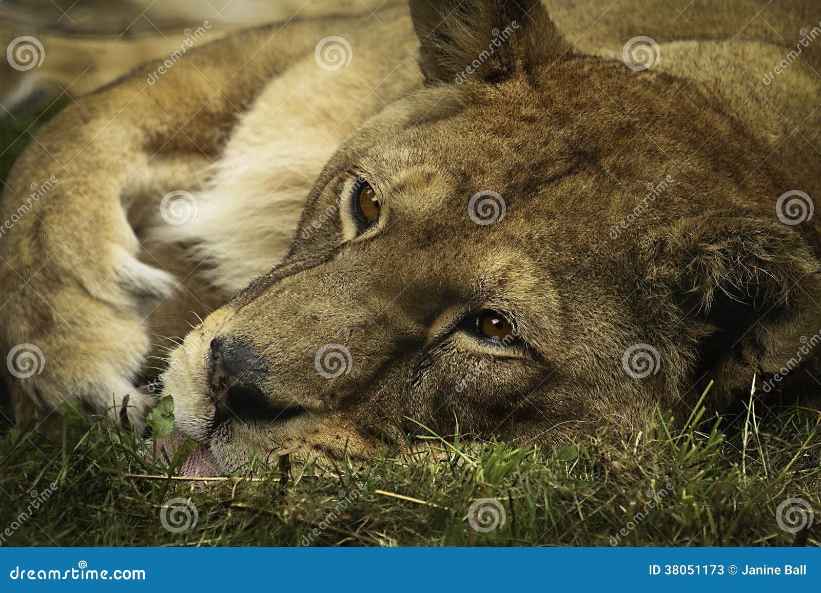 Lioness stock image. Image of animal, cute, serengeti - 38051173