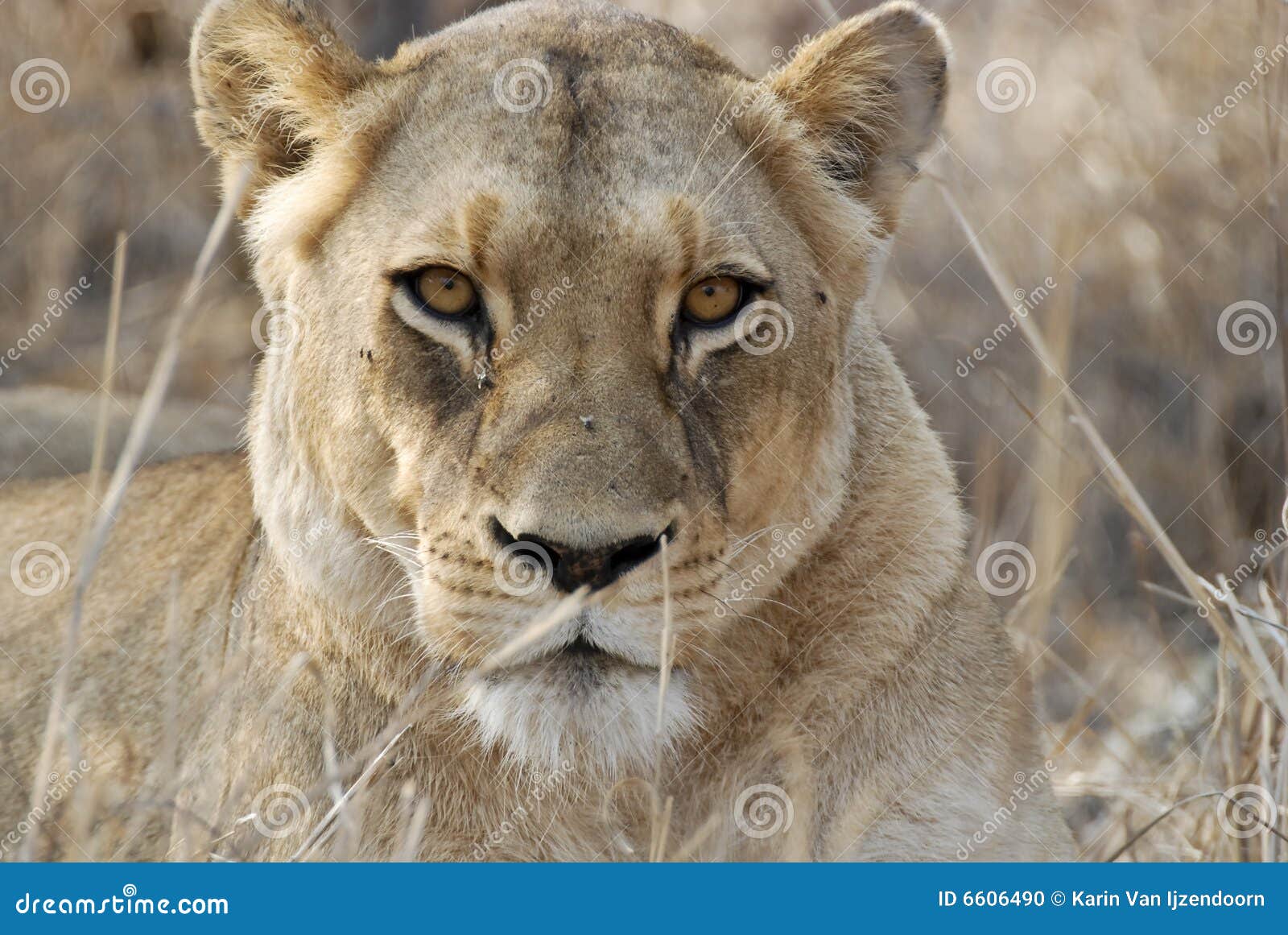 Lioness stock photo. Image of head, africa, female, alert - 6606490