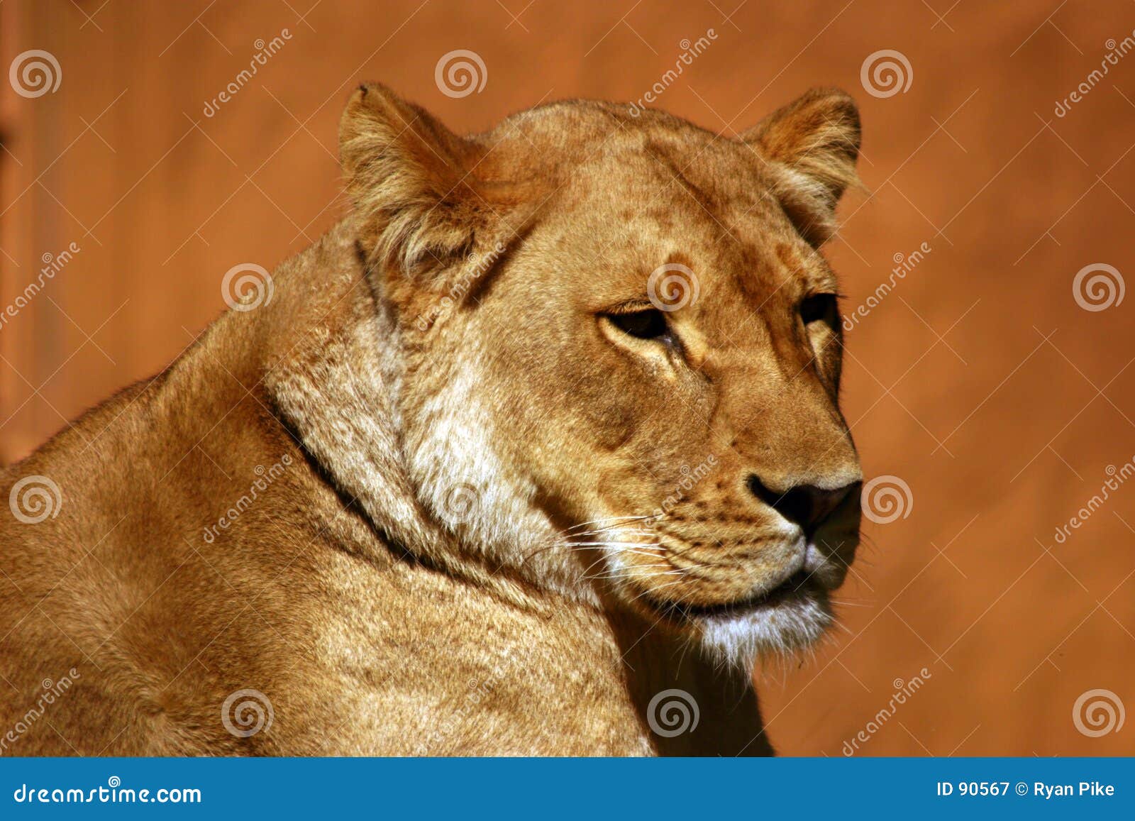 Lioness stock image. Image of exotic, strong, african, safari - 90567