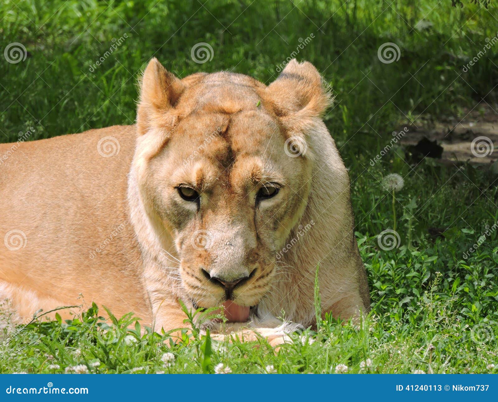 Lioness. stock image. Image of lioness, tiger, water - 41240113