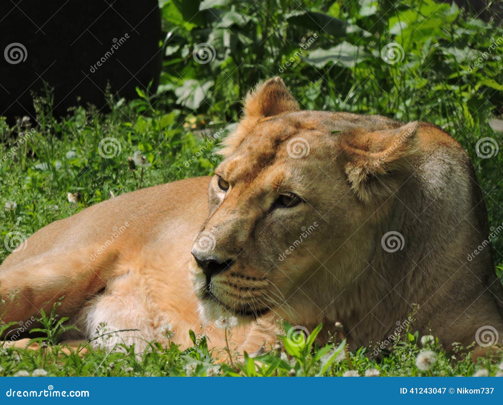 Lioness. stock image. Image of tiger, absolute, danger - 41243047