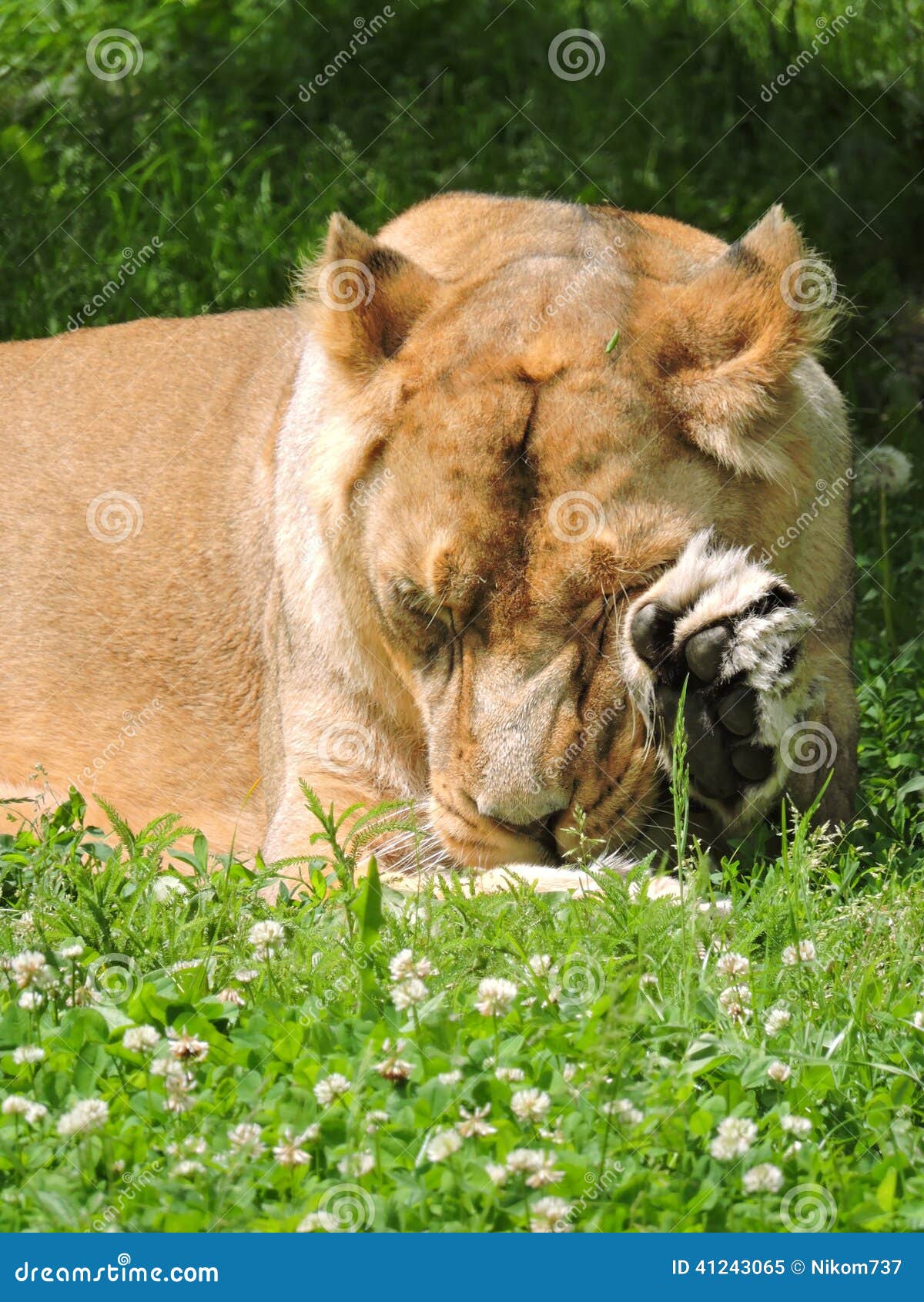 Lioness. stock image. Image of lioness, nature, beauty - 41243065
