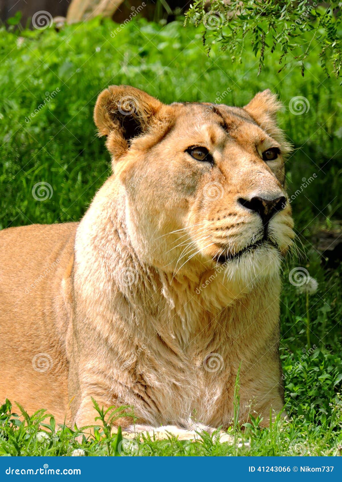 Lioness. stock photo. Image of delight, tiger, exclusive - 41243066