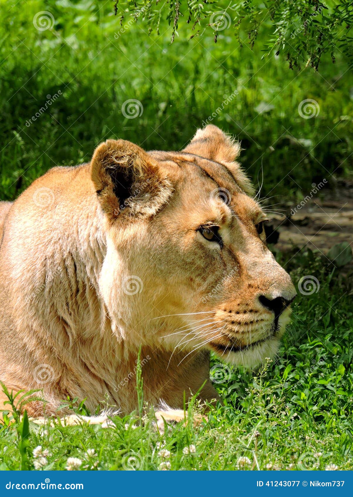 Lioness. stock image. Image of delight, forest, giant - 41243077