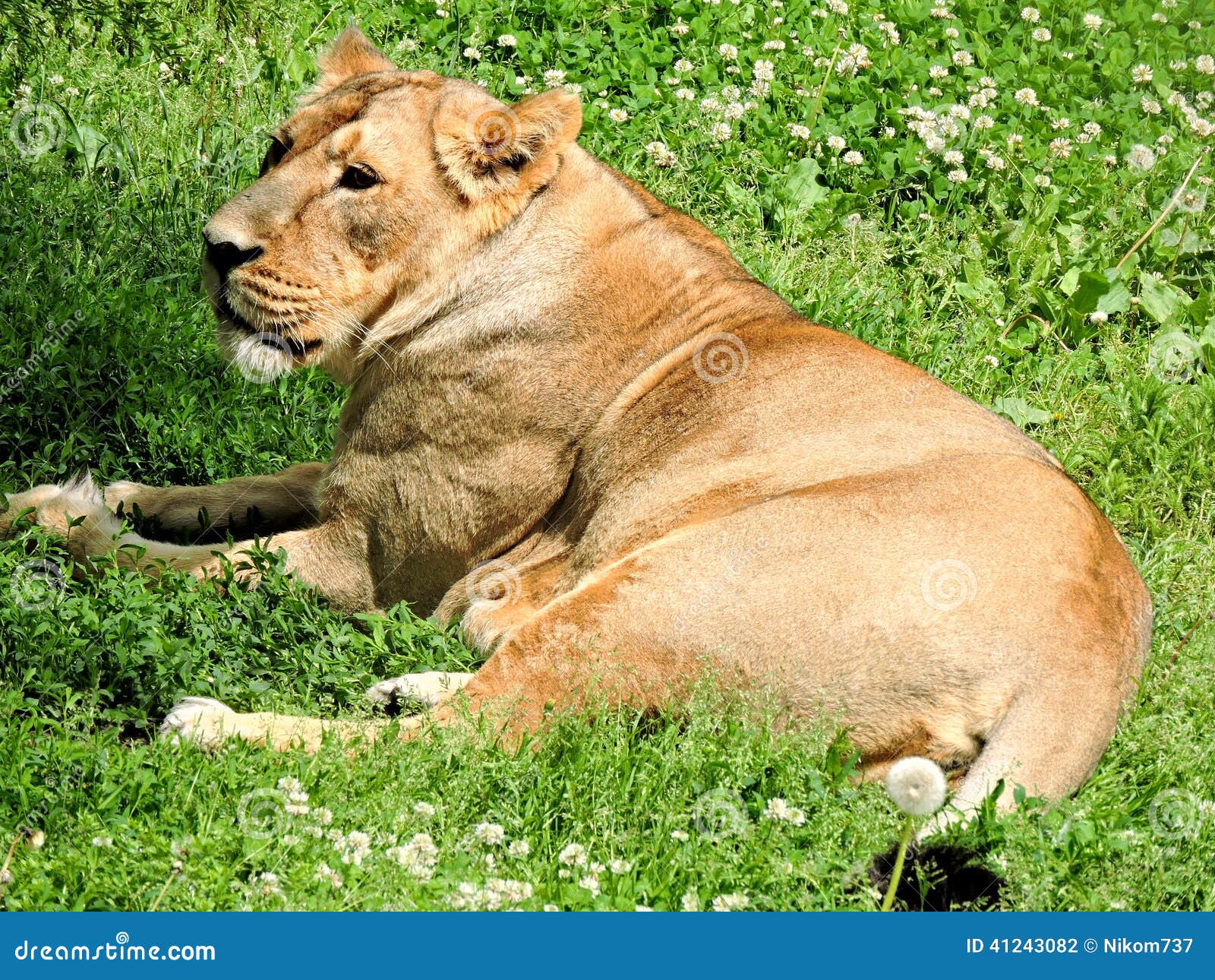 Lioness. stock photo. Image of water, strong, danger - 41243082