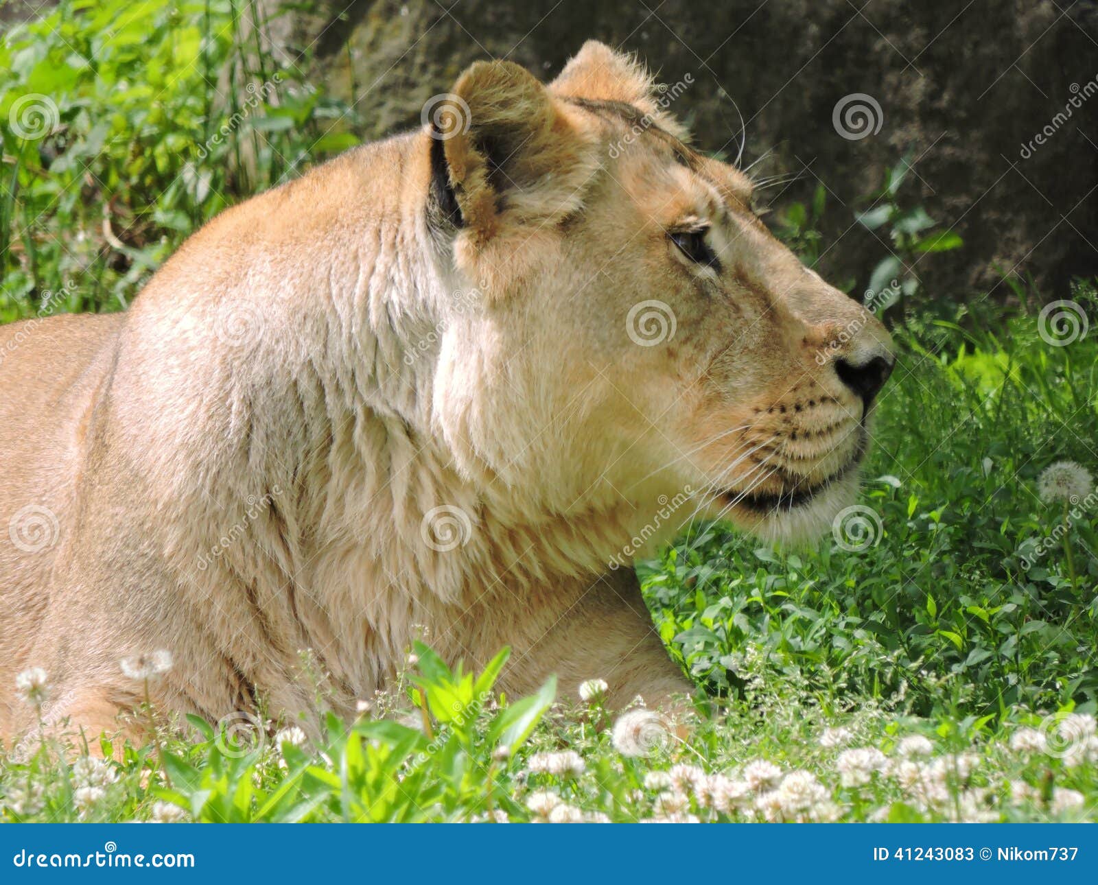 Lioness. stock image. Image of speed, strong, giant, water - 41243083